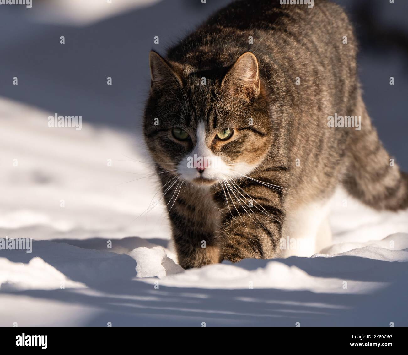 Chubby tabby hi-res stock photography and images - Alamy