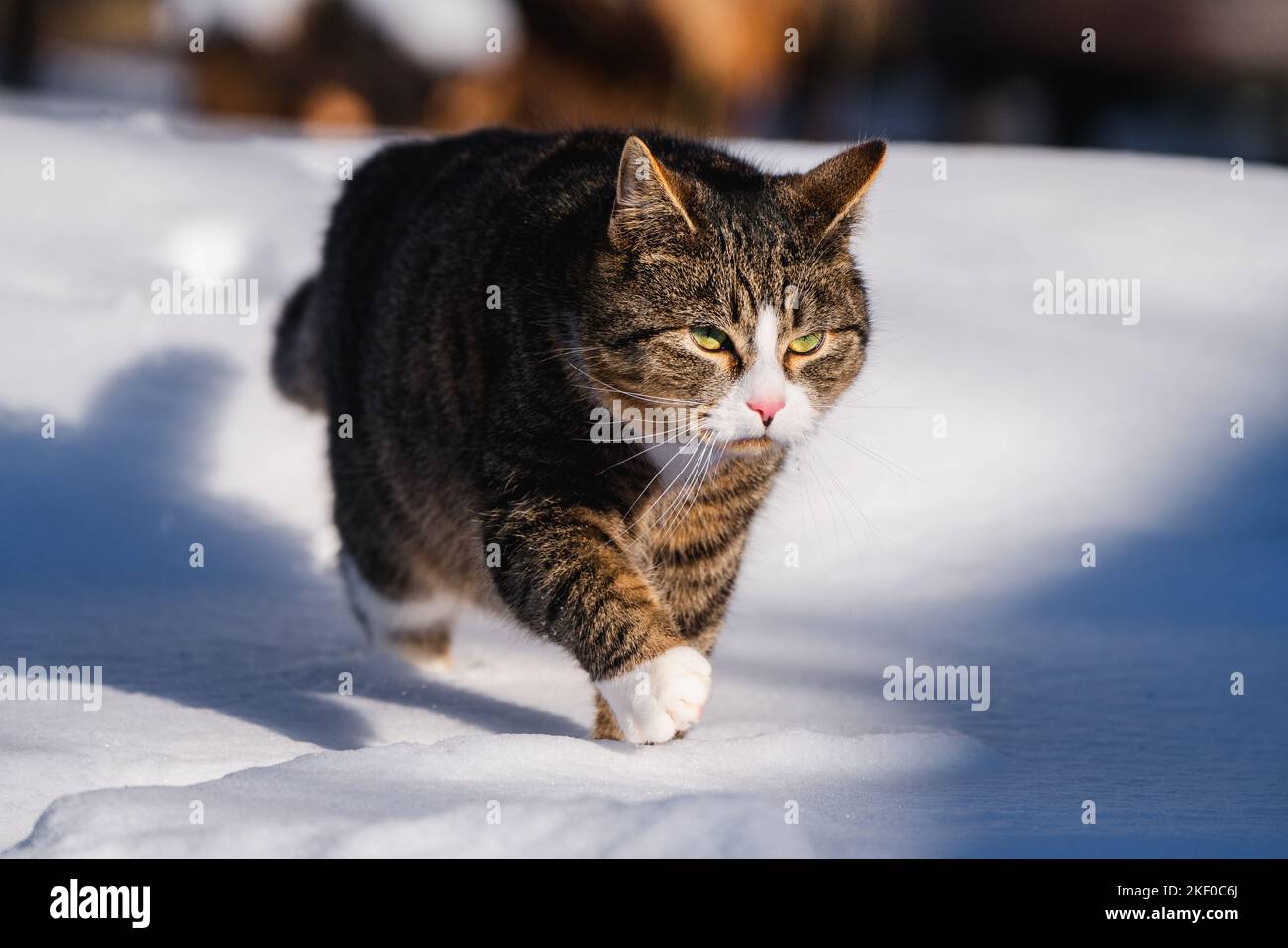 Grumpy Cat Winter Is Coming
