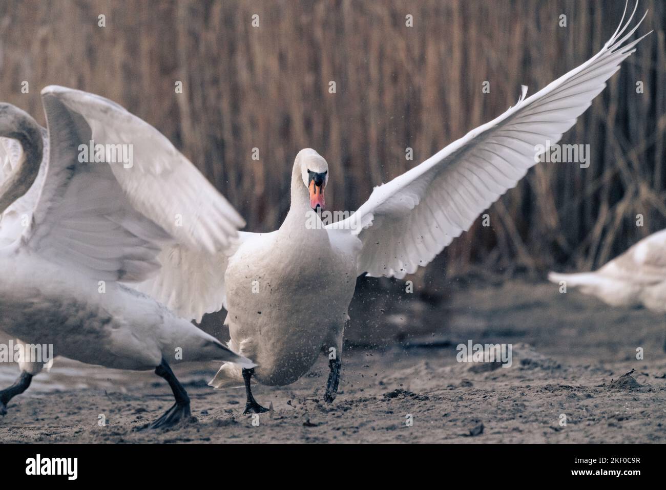 A selective shot of a white Swan (Cygnus) walking on a muddy ground ...
