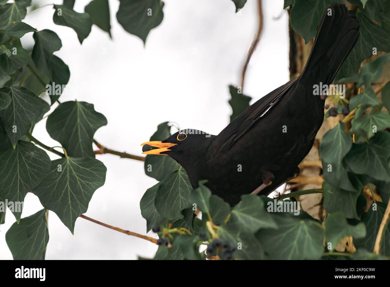 A closeup of a blackbird sitting on an ivy vine with a berry in its ...