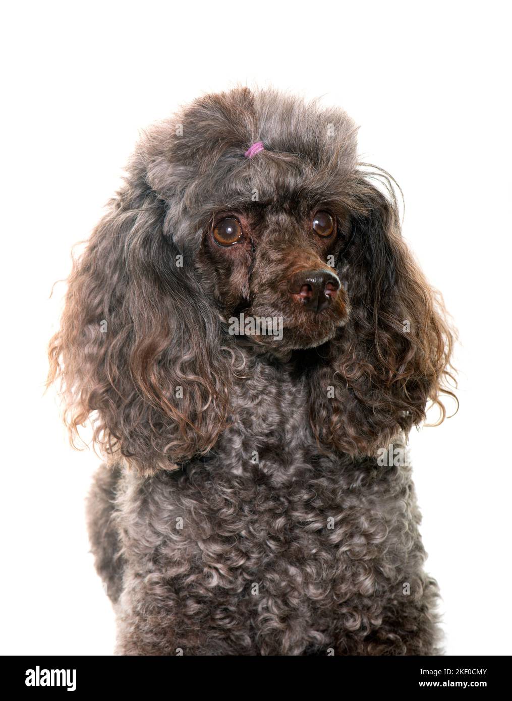 purebred poodle in front of white background Stock Photo - Alamy