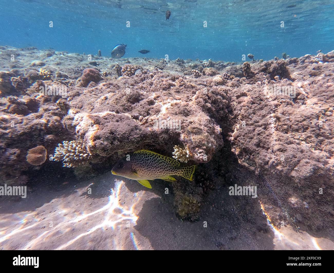 Close up view of Colorful tropical blackspotted rubberlip fish or ...