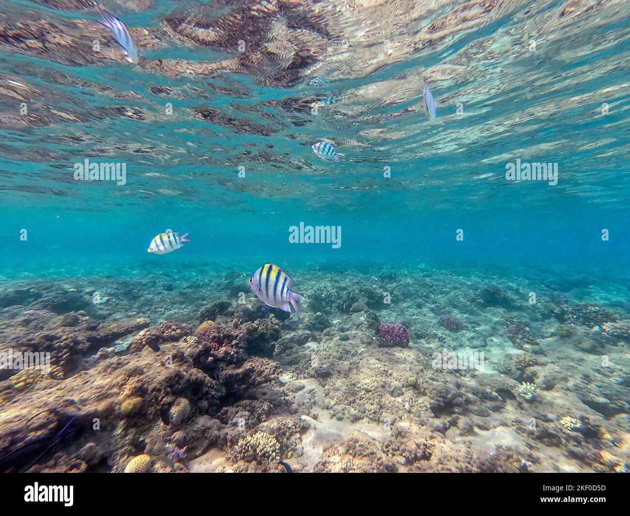 Underwater panoramic view of coral reef with tropical fish, seaweeds ...