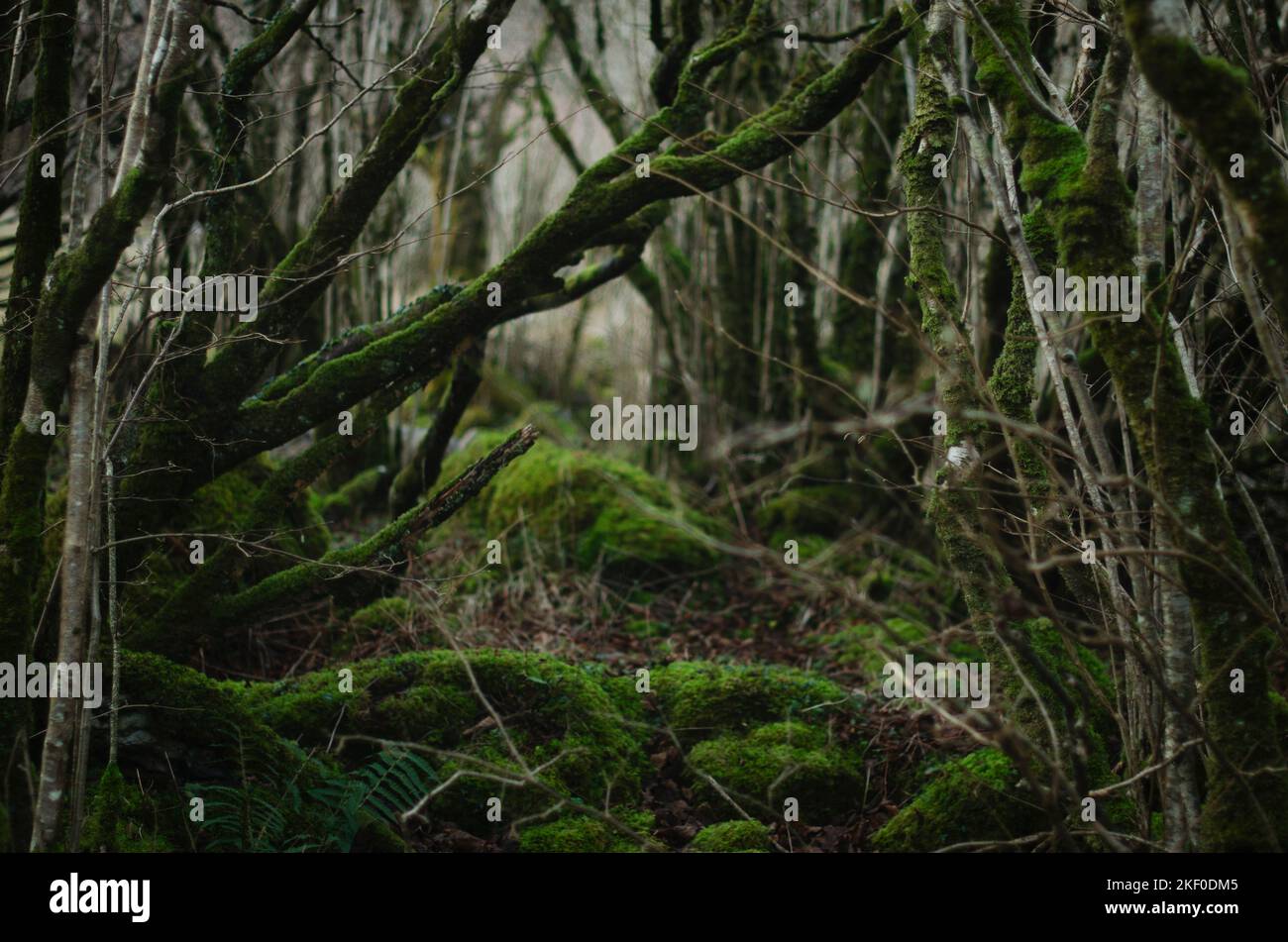 Dark forest ireland hi-res stock photography and images - Alamy