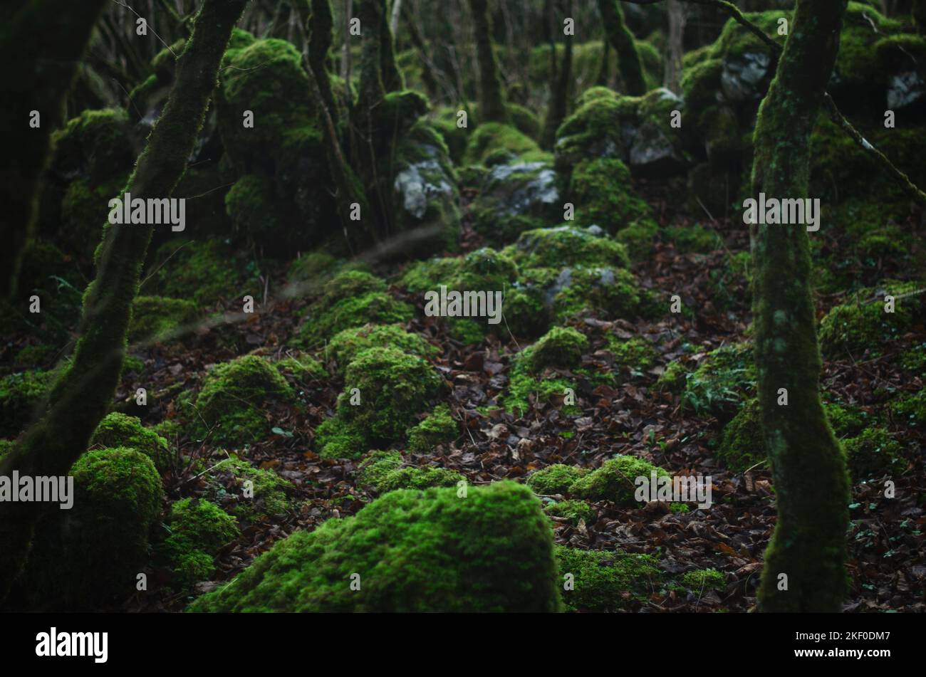 Mossy forest in Slieve Carran, Burren National Park, Ireland Stock ...