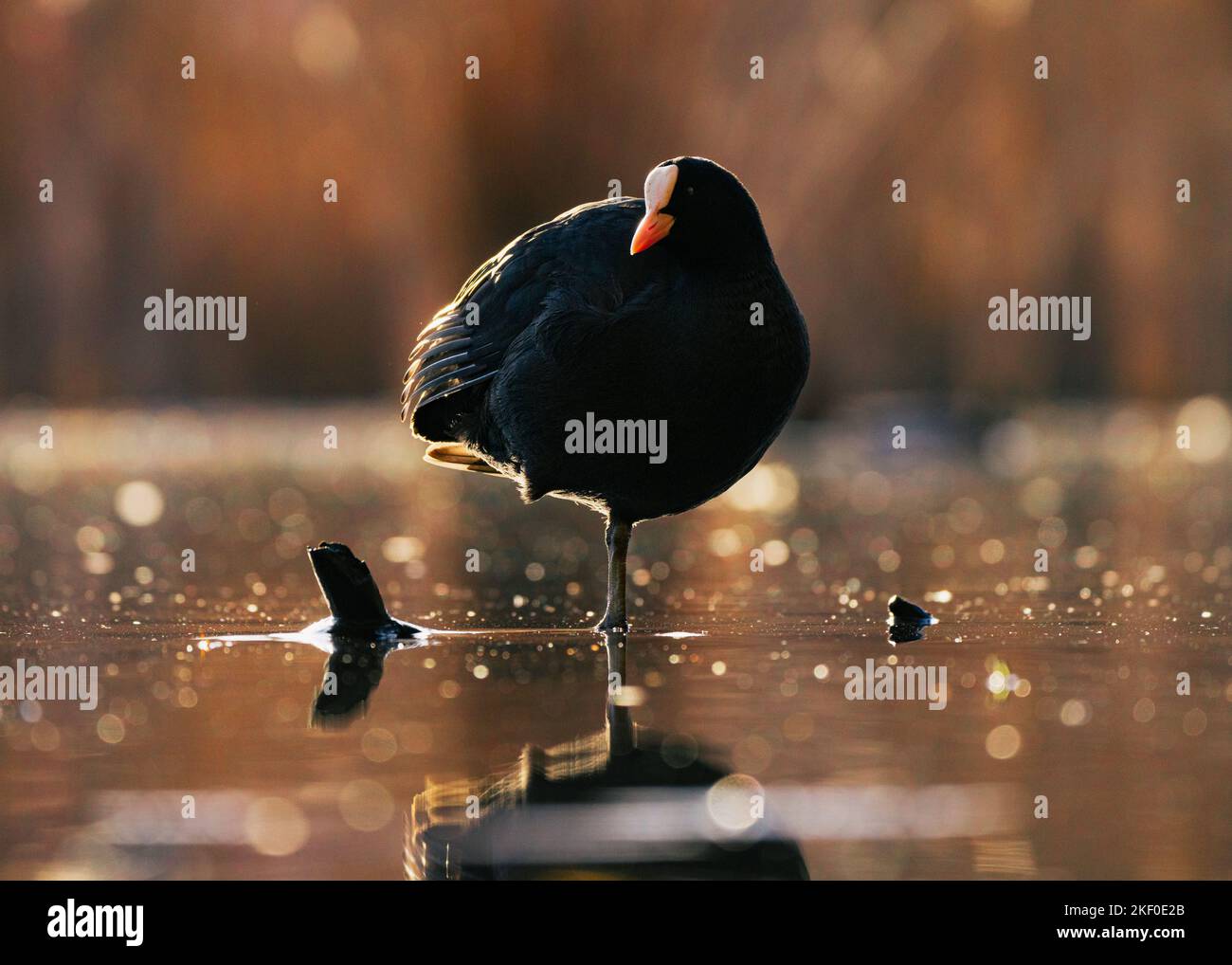 A closeup shot of a Eurasian coot standing on one leg in a river Stock ...