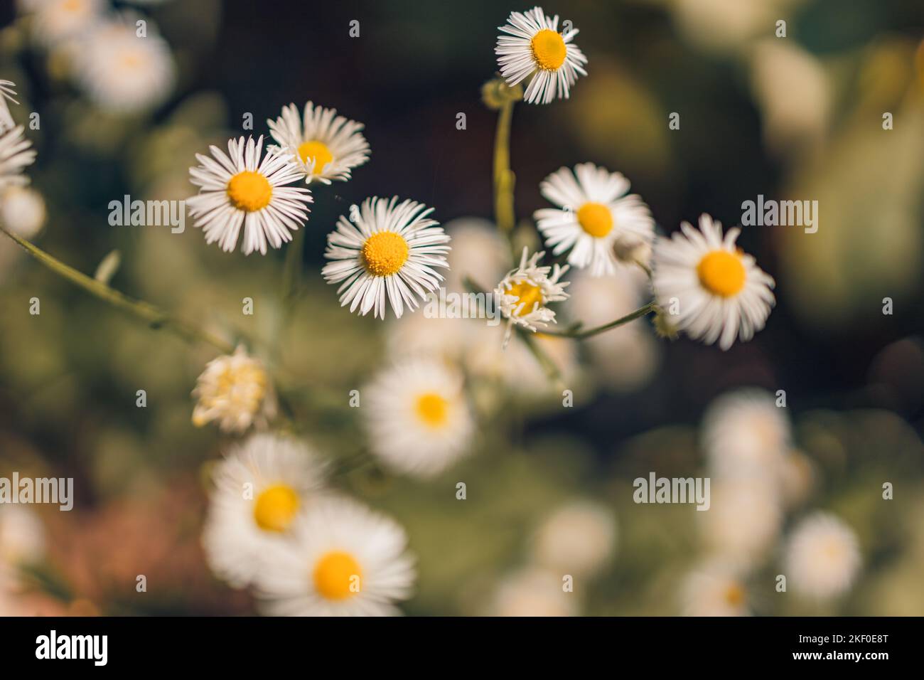 Closeup of daisy flowers on natural background, artistic nature closeup. Spring summer floral ...