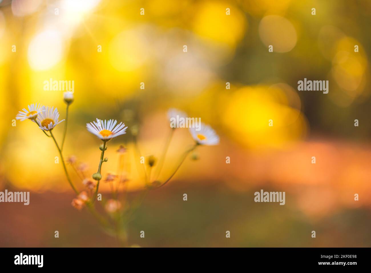 Closeup of daisy flowers on natural background, artistic nature closeup ...