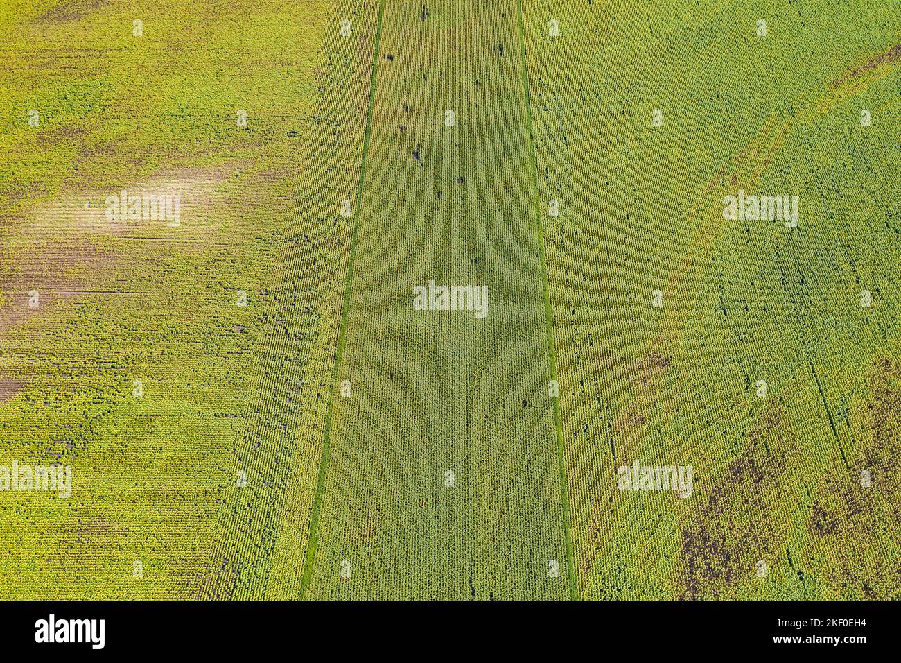 Top view wheat fields flying hi-res stock photography and images - Alamy