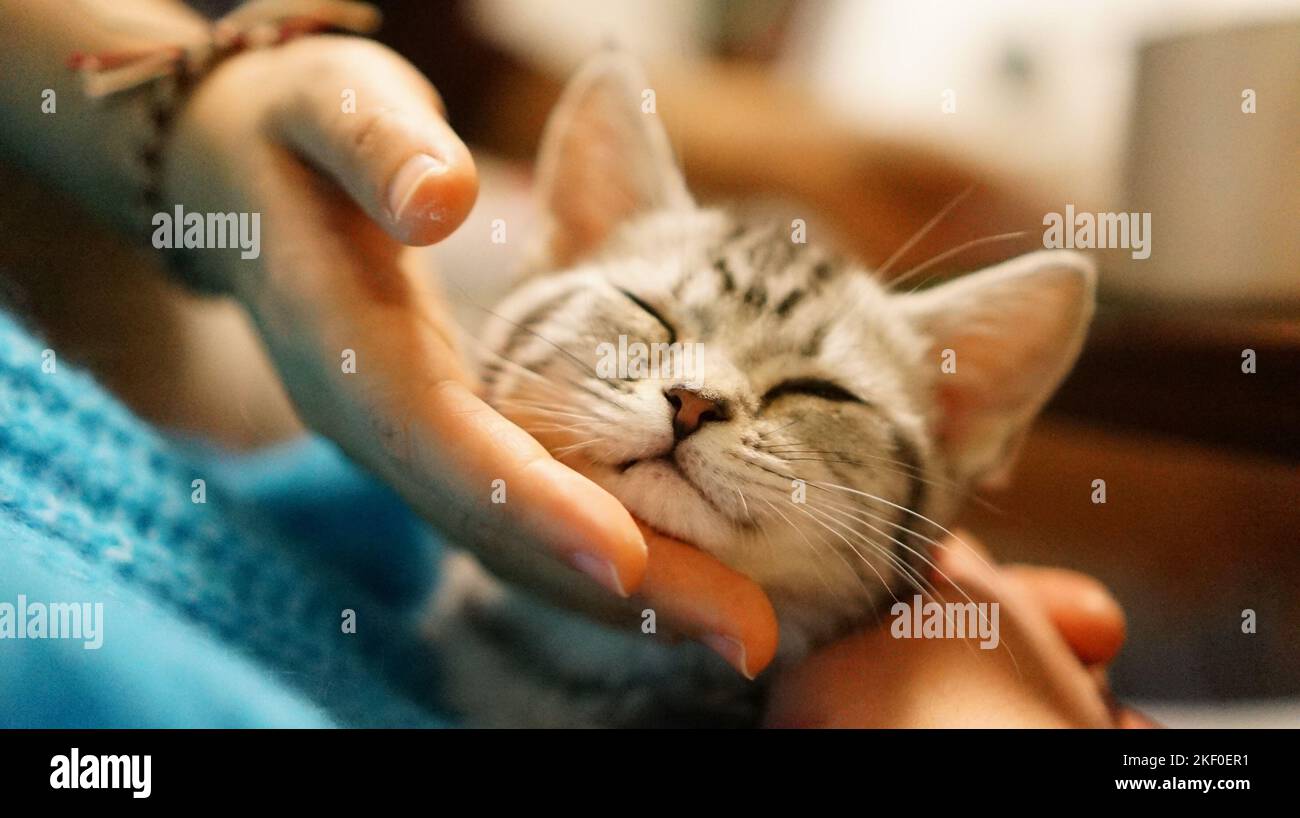 A person's hand petting a cute cat Stock Photo - Alamy