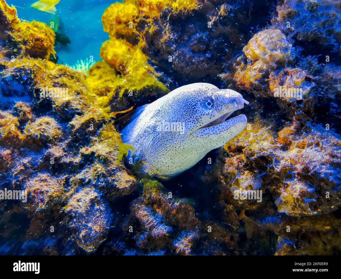 White eye moray eel hi-res stock photography and images - Alamy