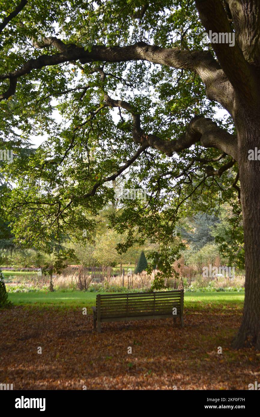 Tree in Kew Gardens, London, UK in a pieceful setting Stock Photo - Alamy