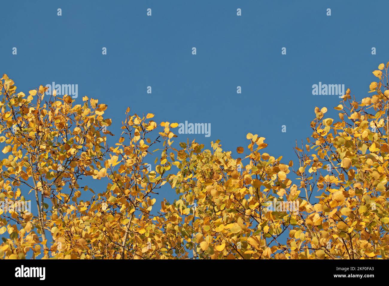 Bright yellow autumn leaves against a blue clear cloudless sky. Autumn ...
