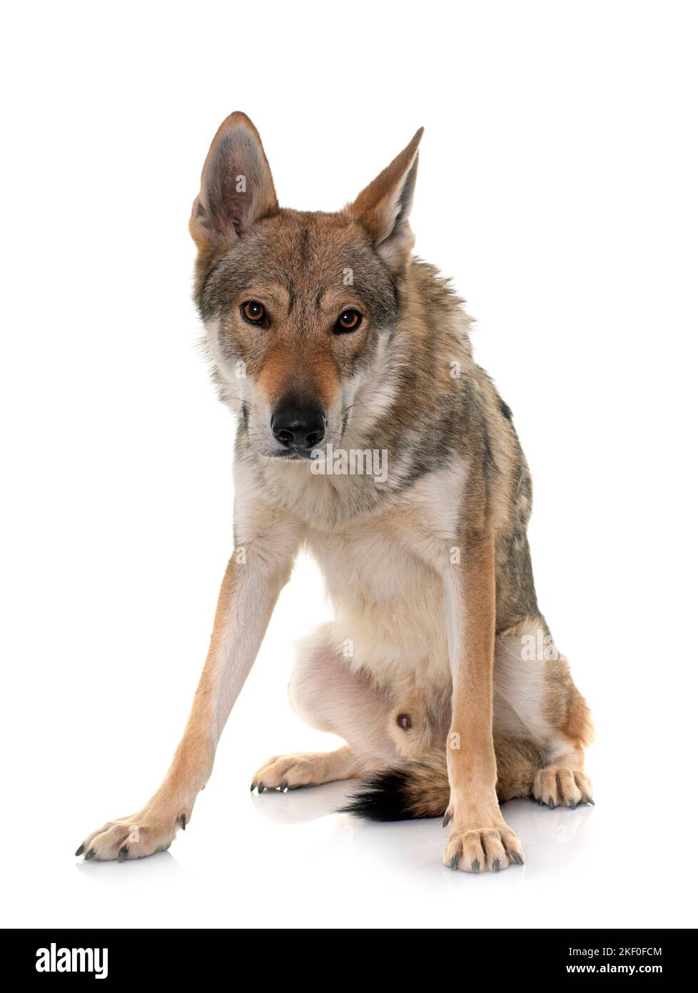 czechoslovakian wolf dog in front of white background Stock Photo - Alamy