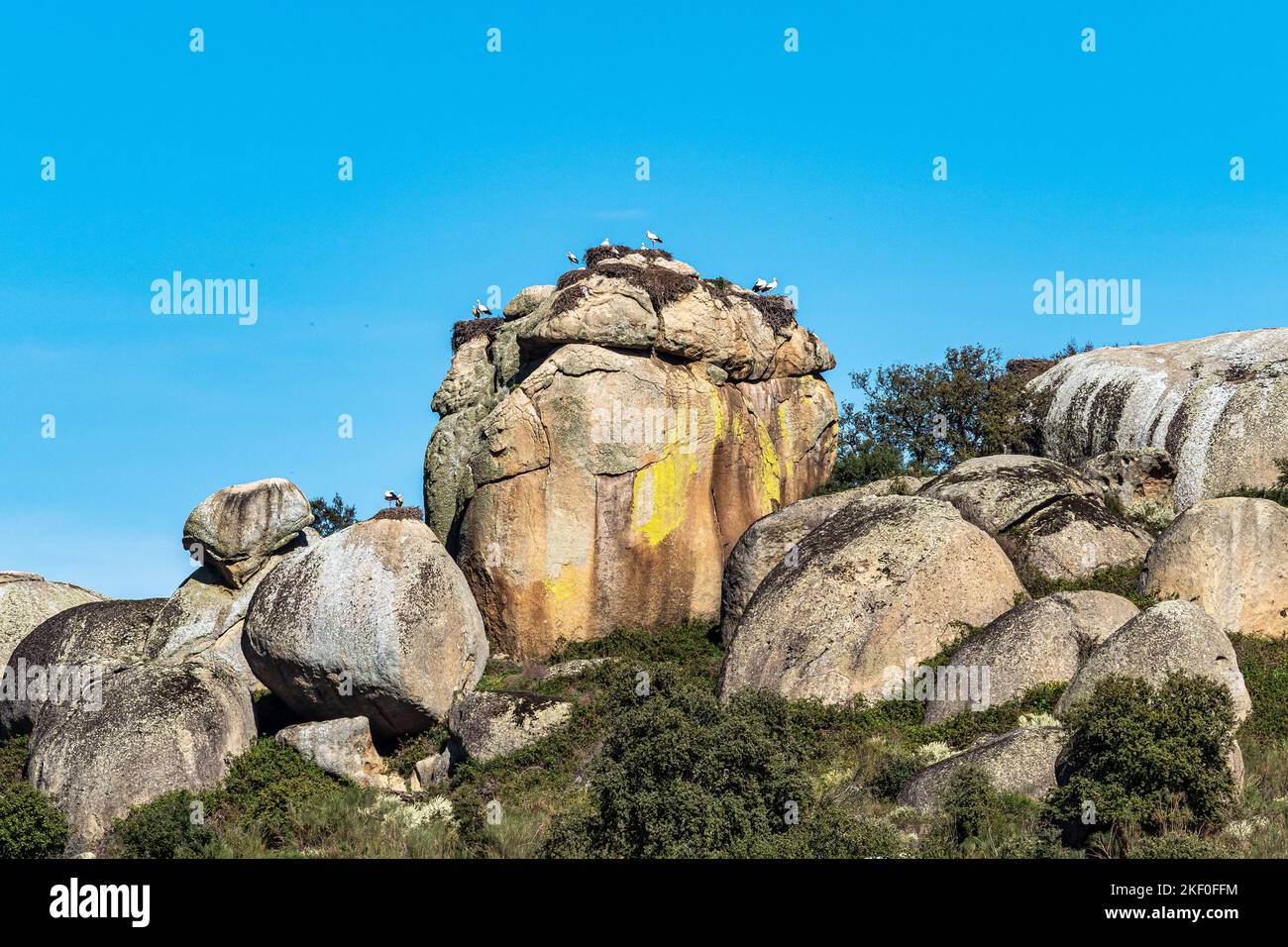 Ciconia ciconia Storks colony in a protected area at Los Barruecos ...