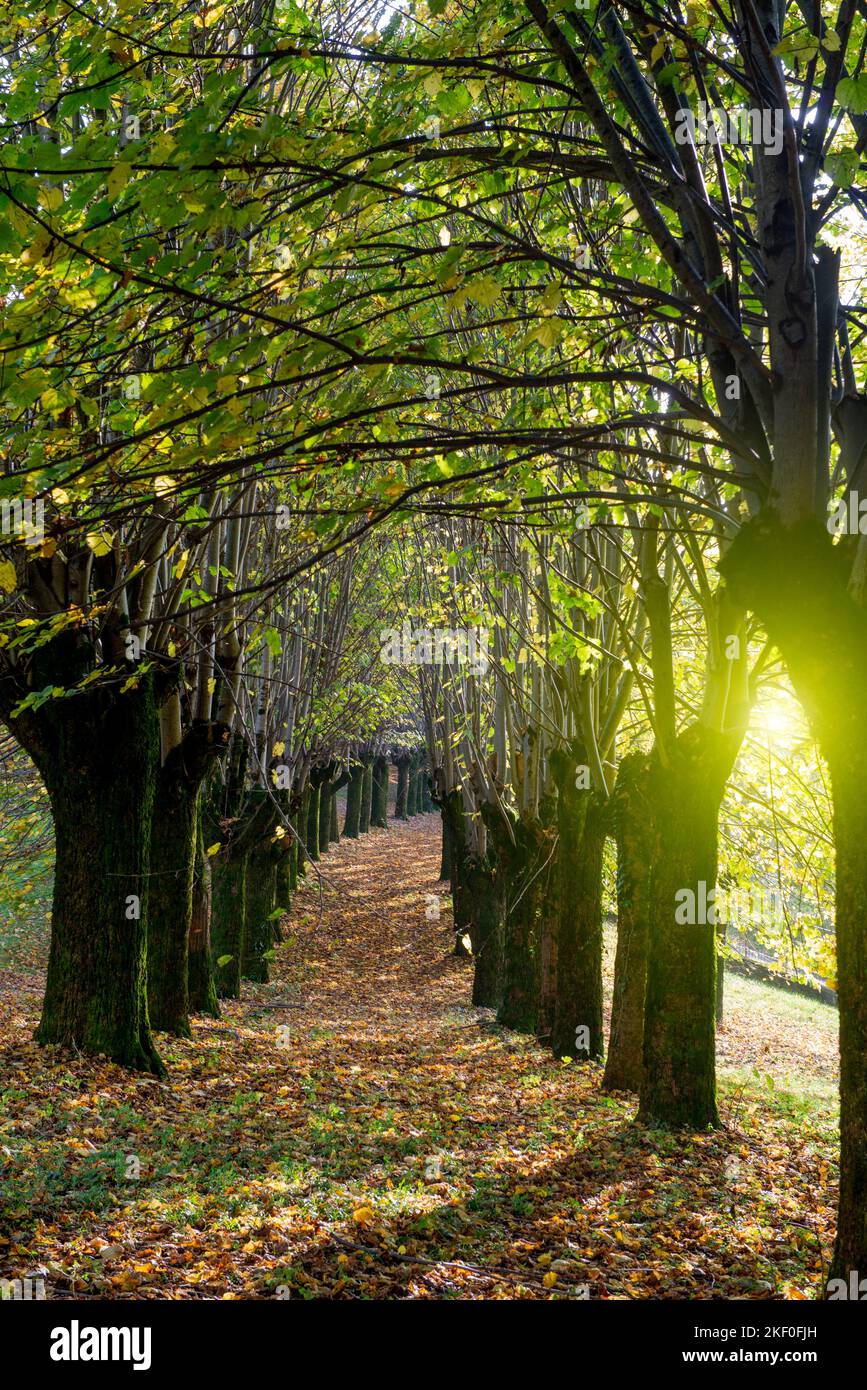 Avenue peaceful rest hi-res stock photography and images - Alamy