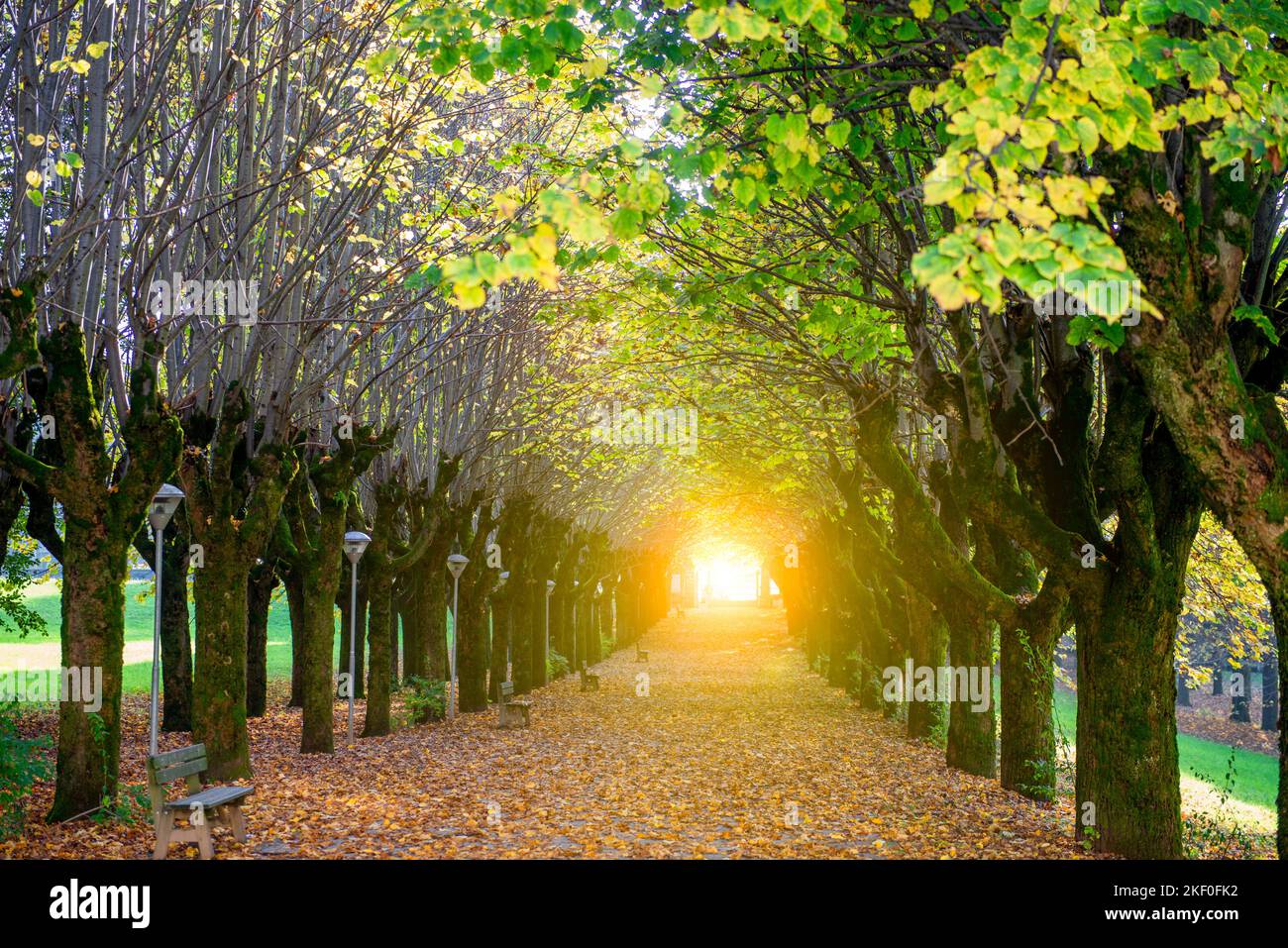 Avenue peaceful rest hi-res stock photography and images - Alamy