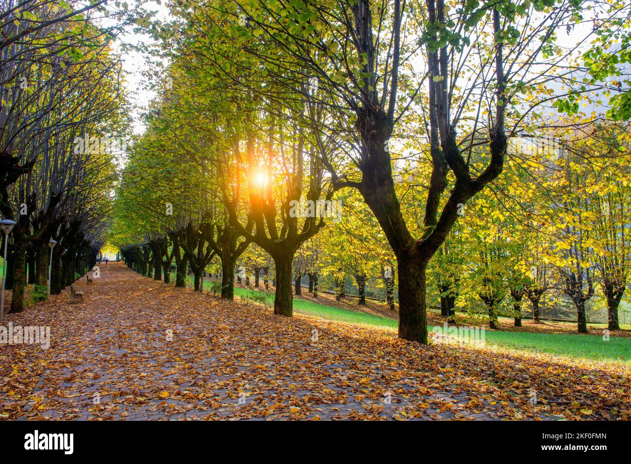 Tree-lined avenue in autumn Stock Photo - Alamy