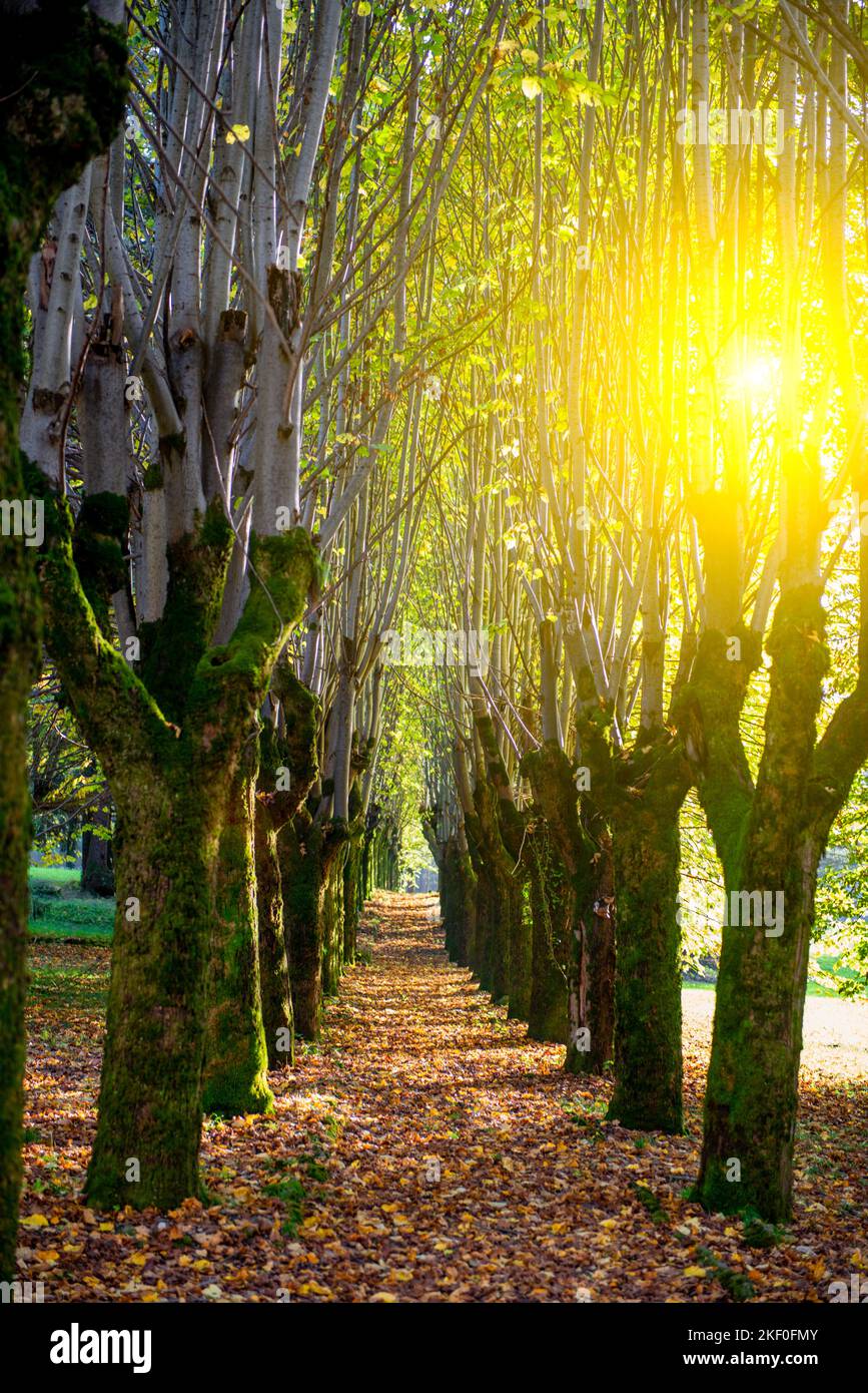 Tree-lined avenue in autumn Stock Photo - Alamy