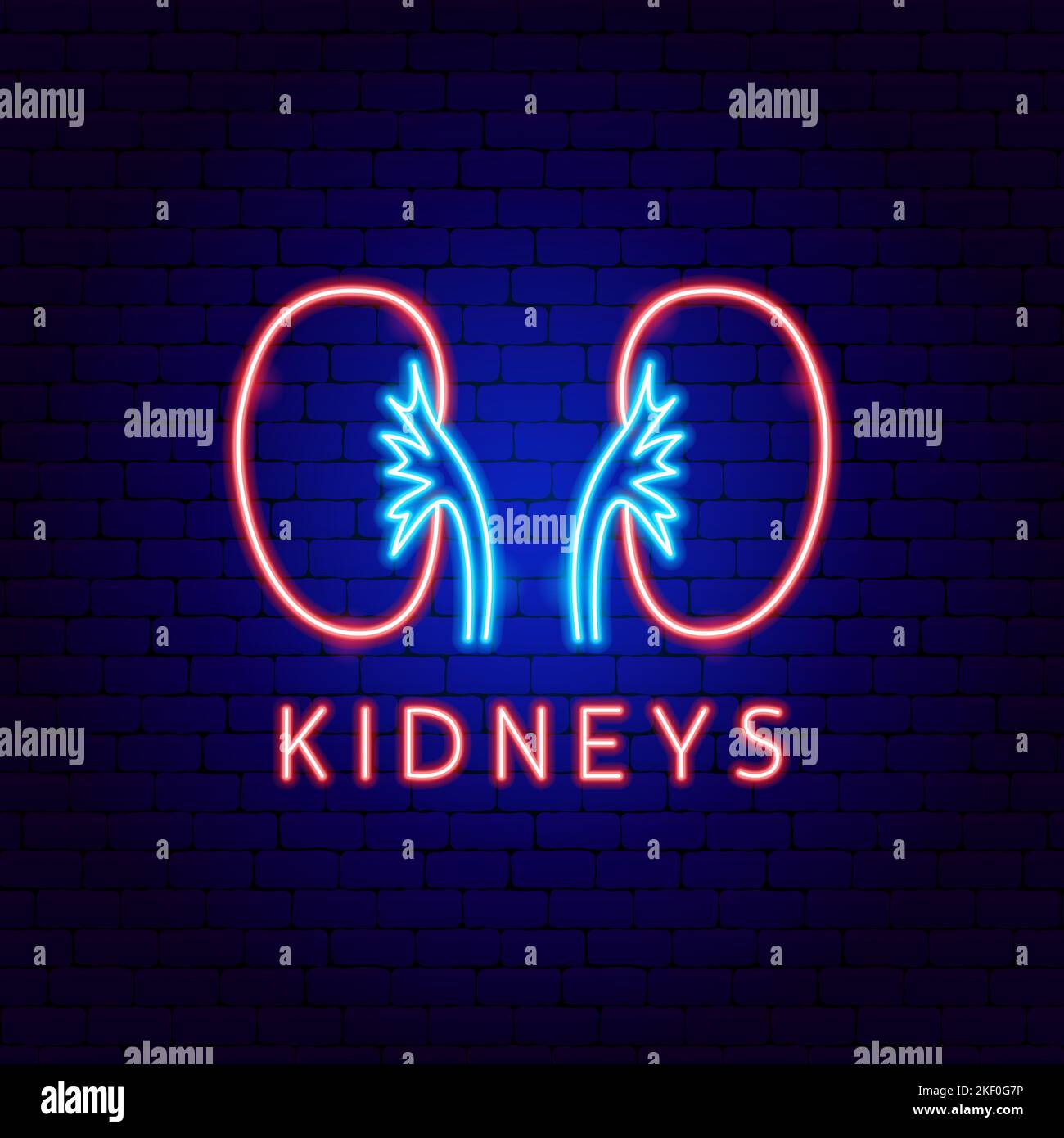 Human urinary system kidneys Stock Vector Images - Alamy