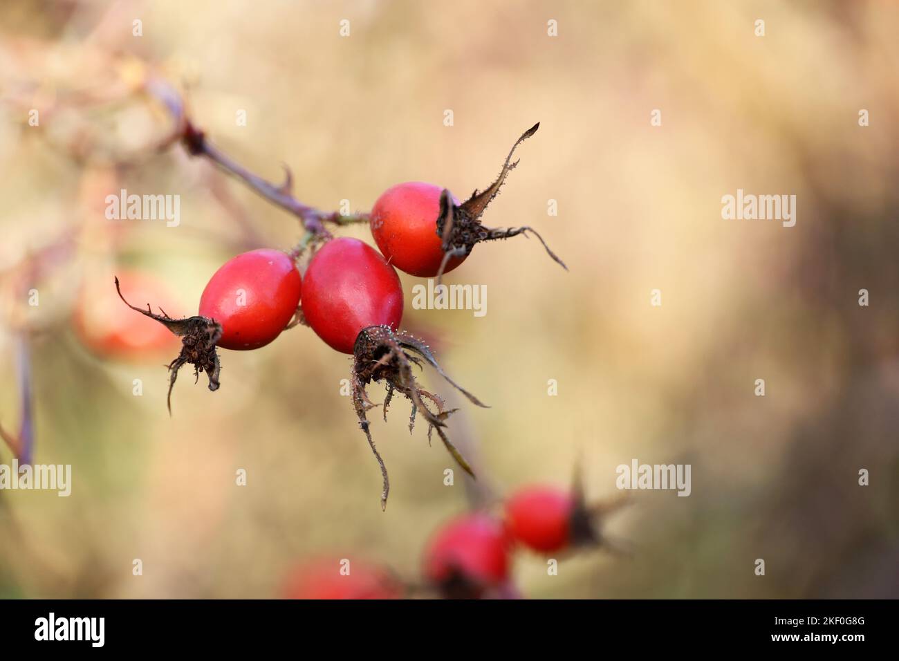 Ripe rosehip berries on a bush. Red medicinal fruits of briar Stock ...