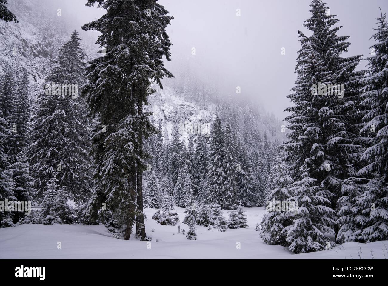 A low-angle view of a beautiful forest during winter Stock Photo - Alamy