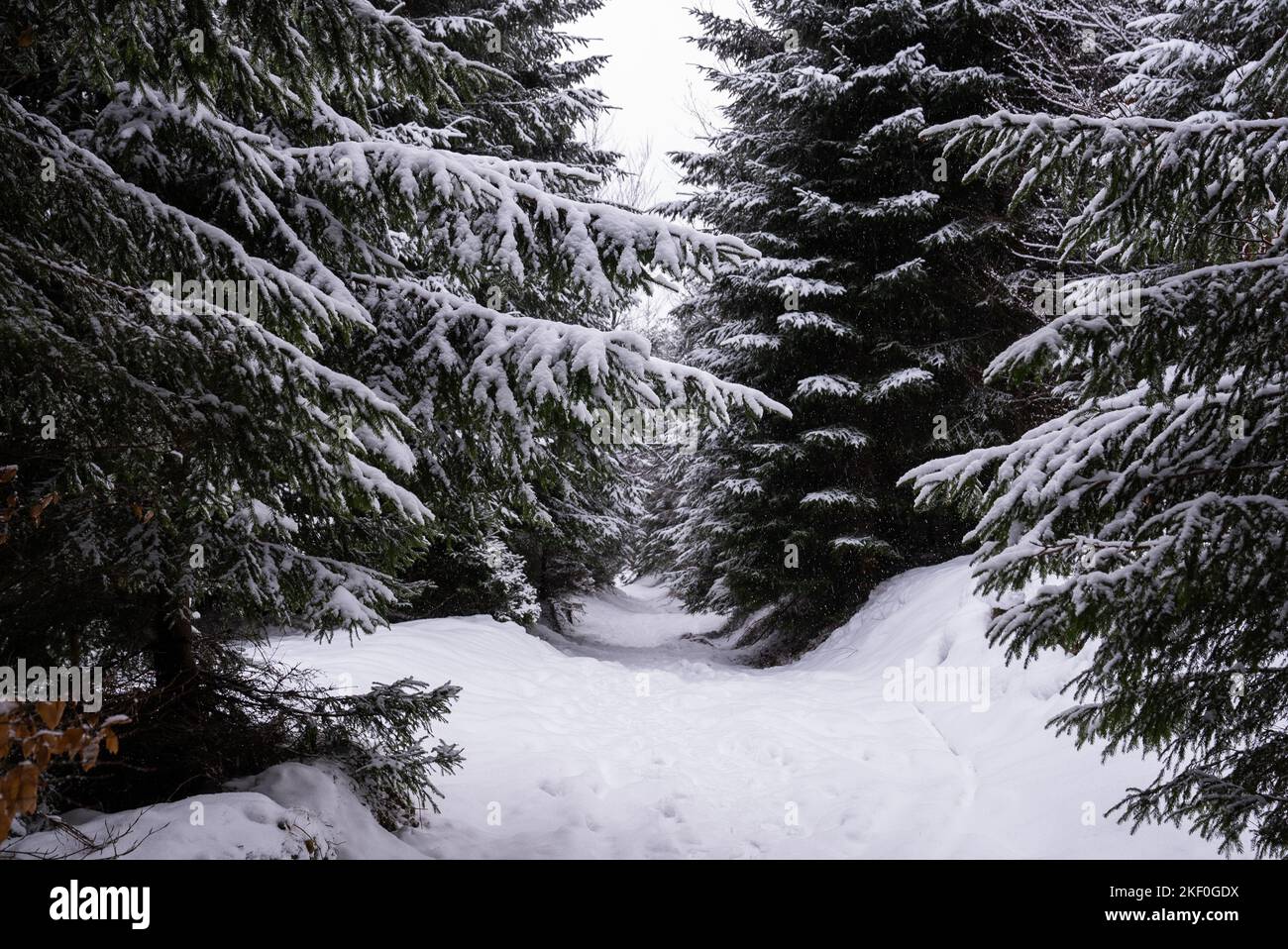 A low-angle view of a beautiful forest during winter Stock Photo - Alamy