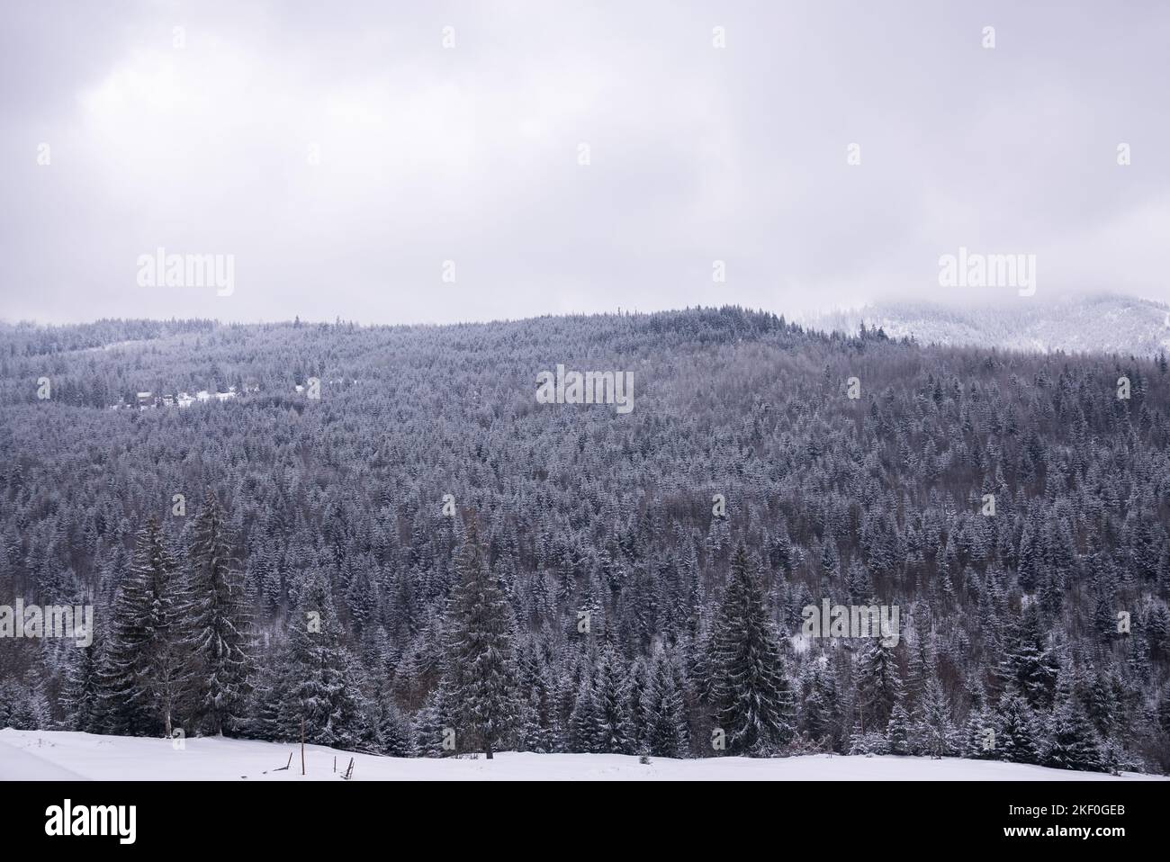 A low-angle view of a beautiful forest during winter Stock Photo - Alamy