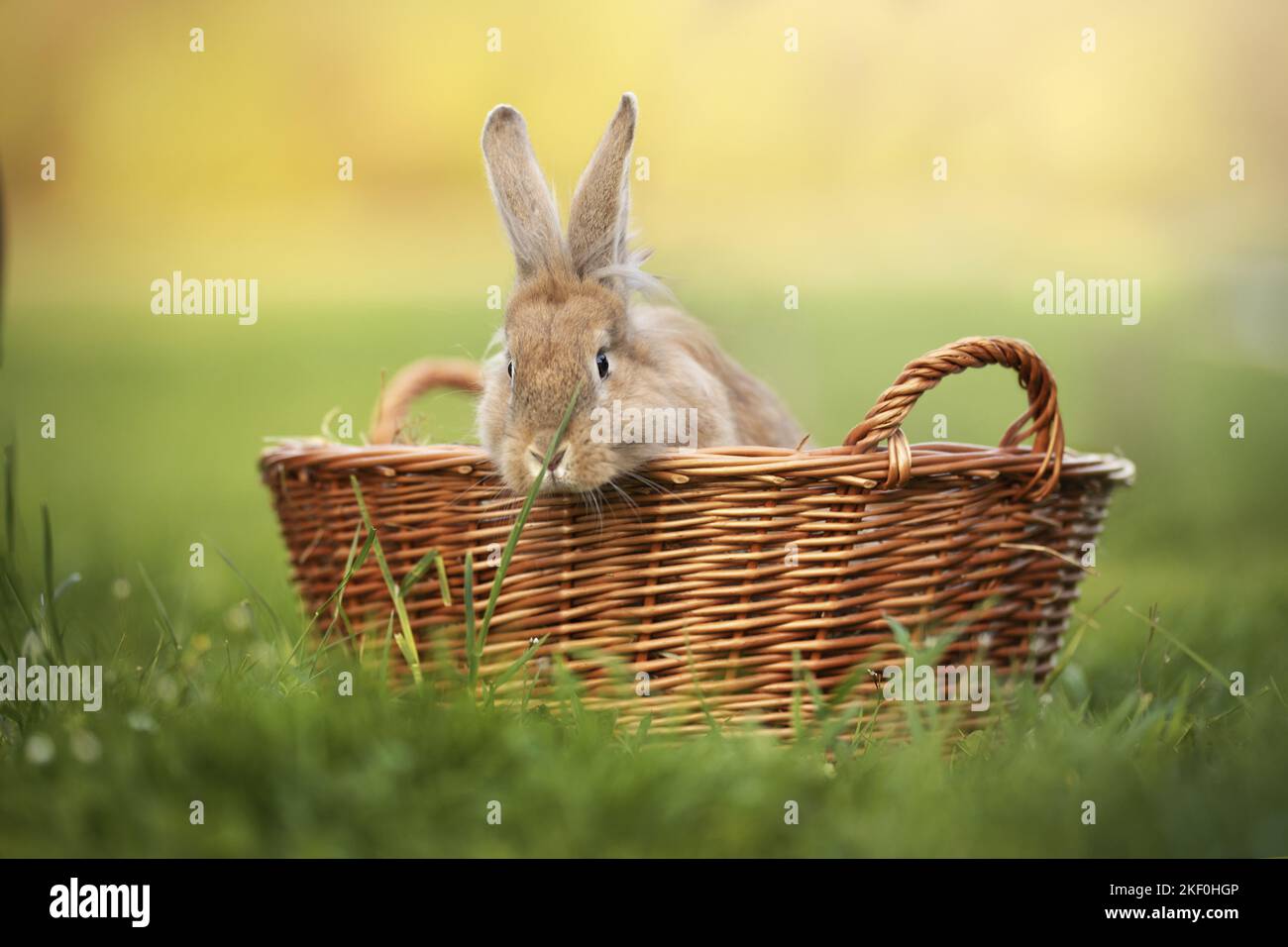 rabbit in a basket Stock Photo - Alamy