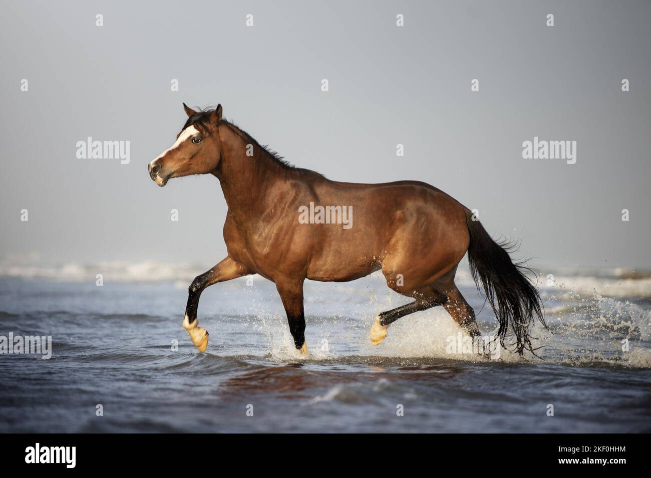 trotting arabian horse Stock Photo - Alamy