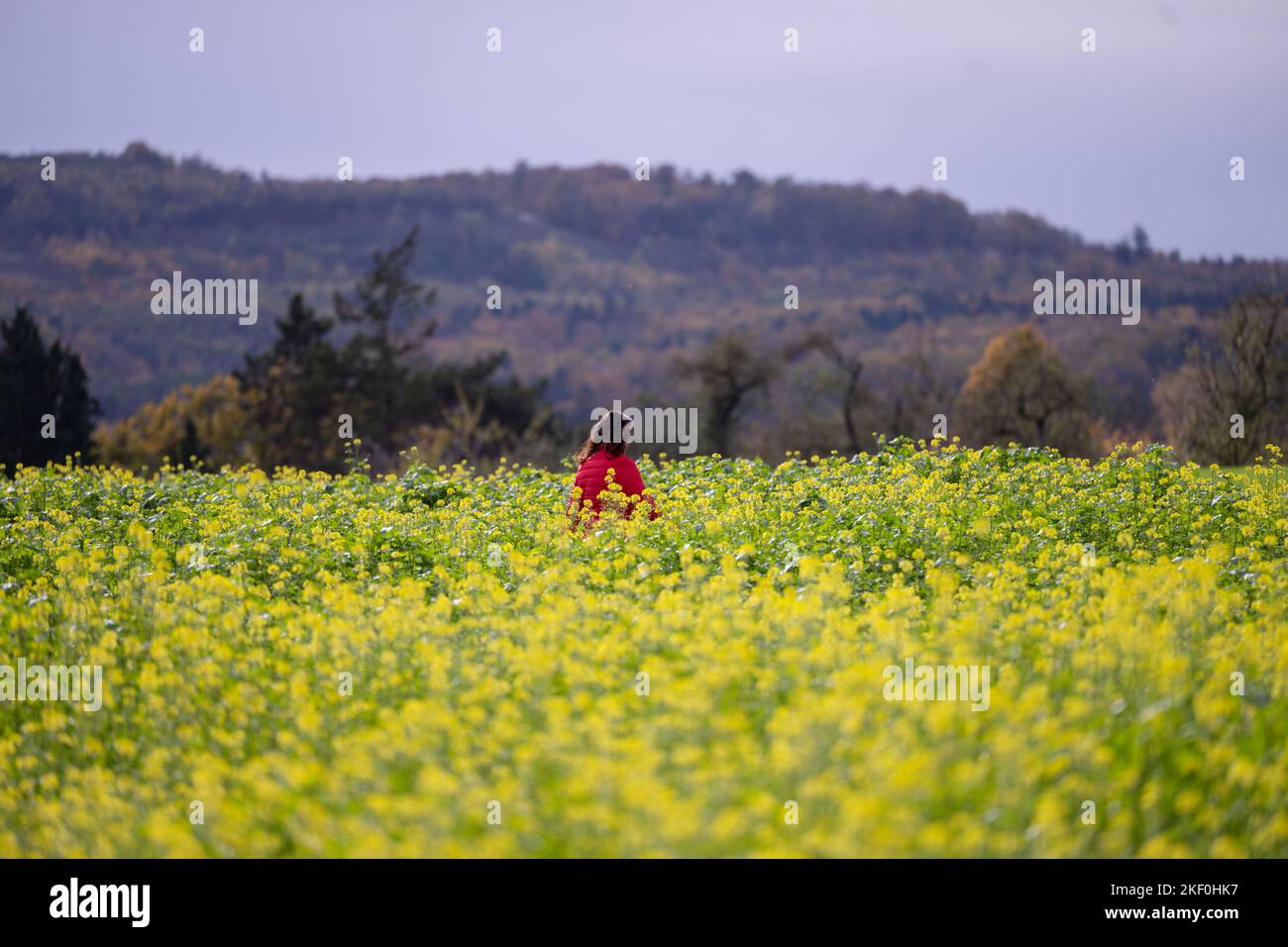 Leonberg, Germany. 15th Nov, 2022. Mustard plants are blooming in a ...