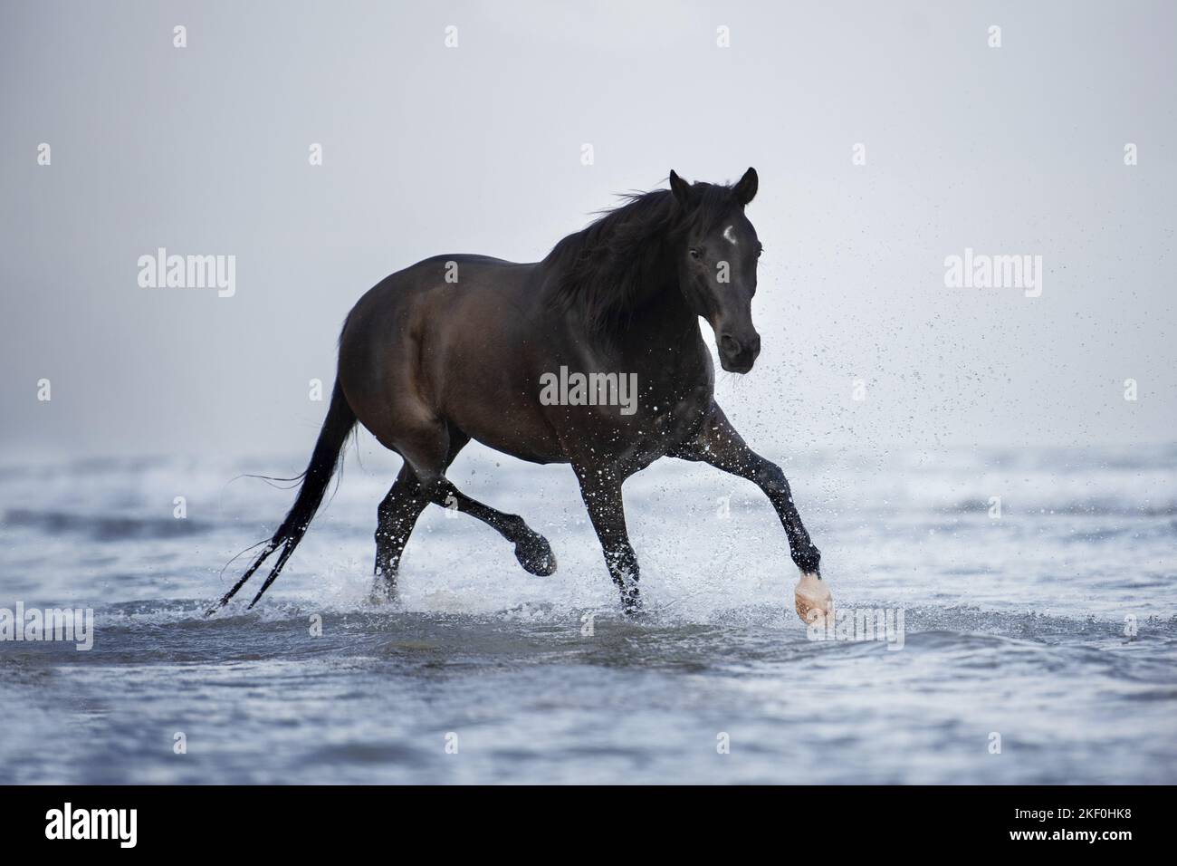 trotting arabian horse Stock Photo - Alamy