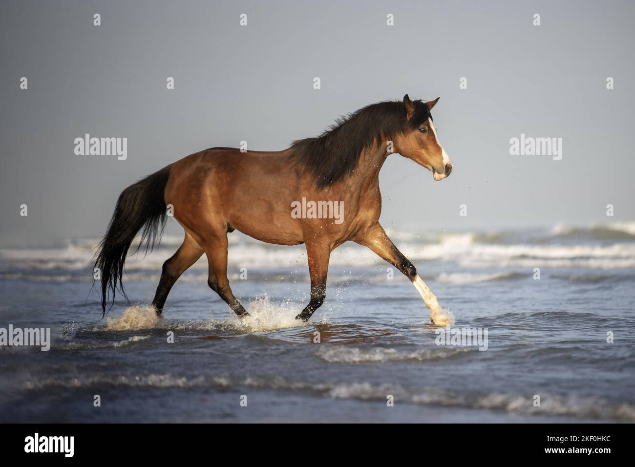 trotting arabian horse Stock Photo - Alamy