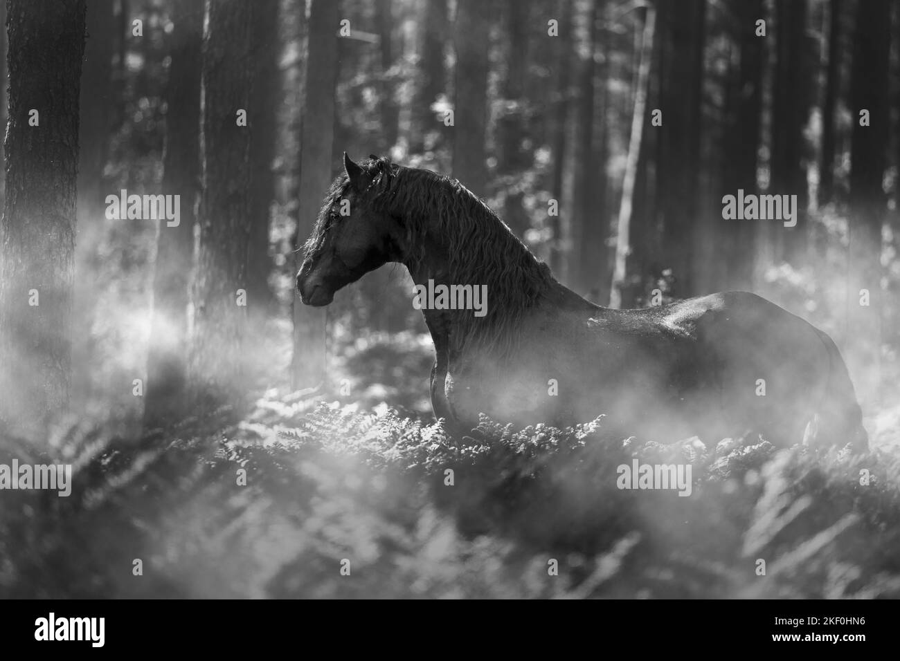Friesianhorses Black and White Stock Photos & Images - Alamy