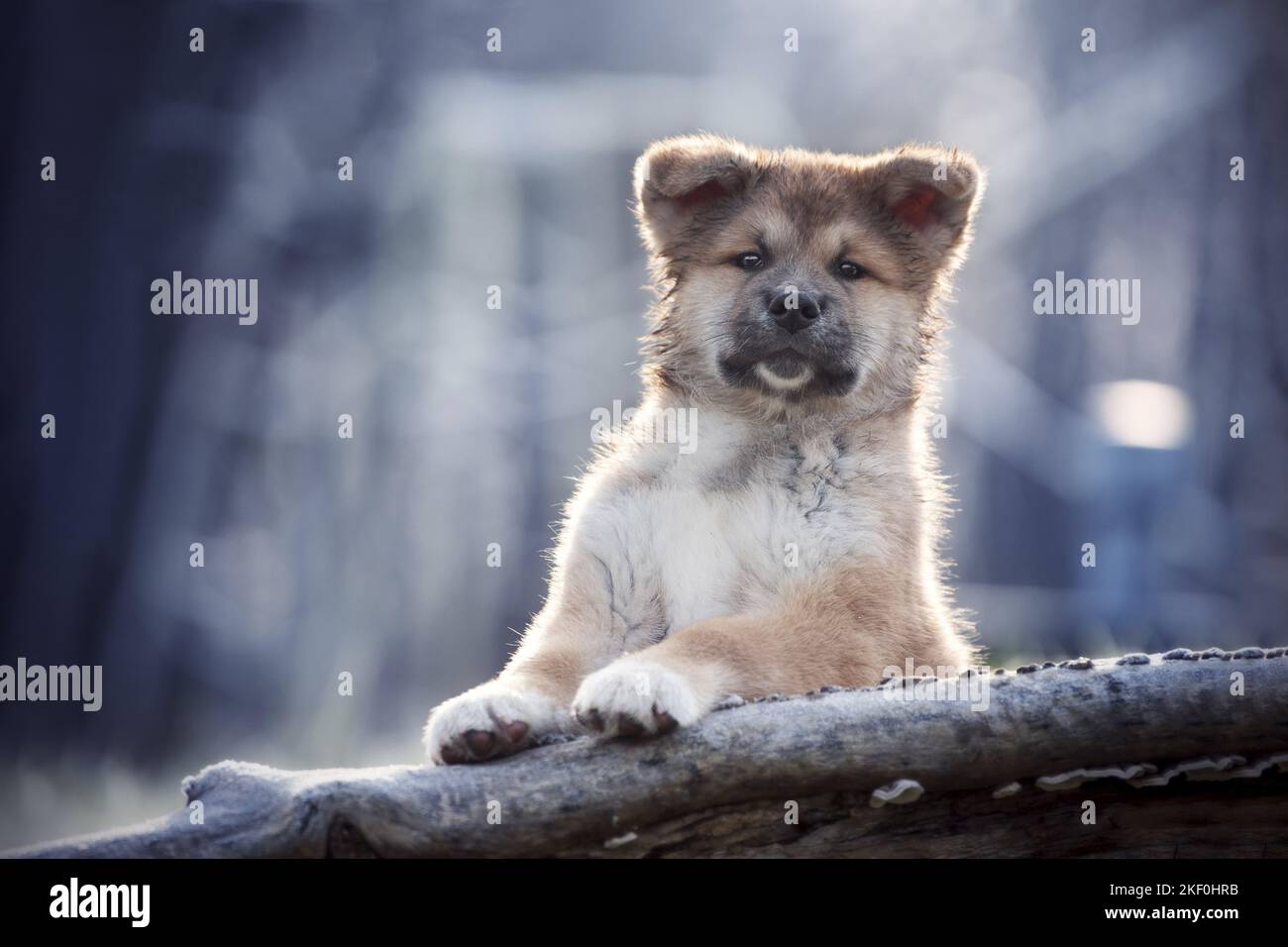 Akita Inu puppy Stock Photo - Alamy