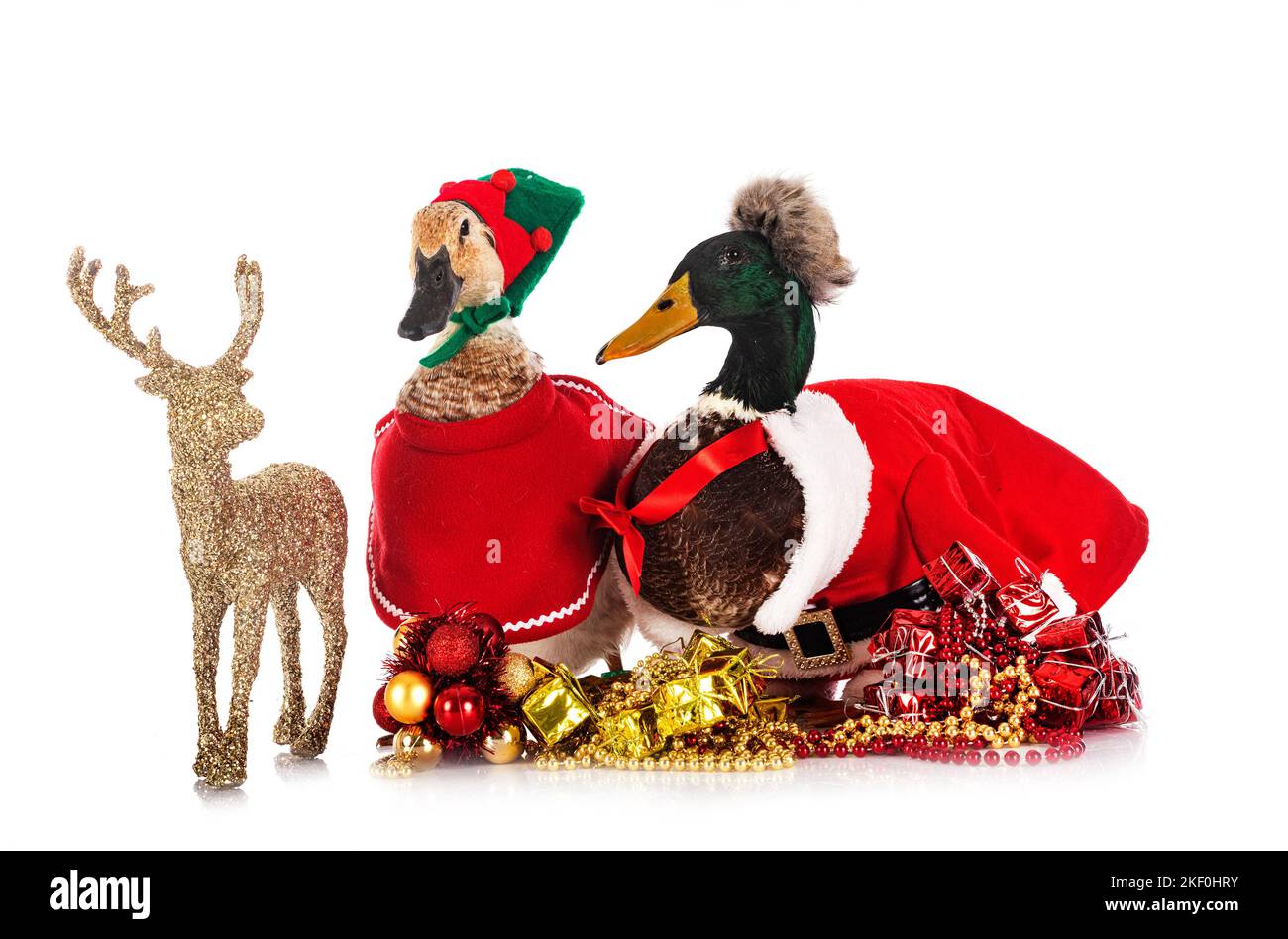 ducks and christmas in front of white background Stock Photo - Alamy
