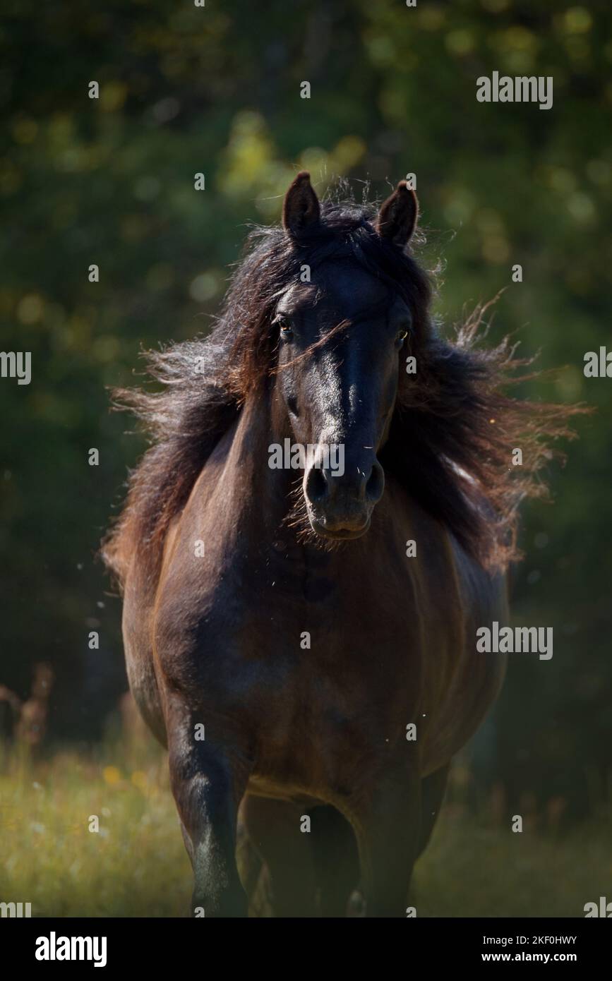 Ardennes horses hi-res stock photography and images - Alamy