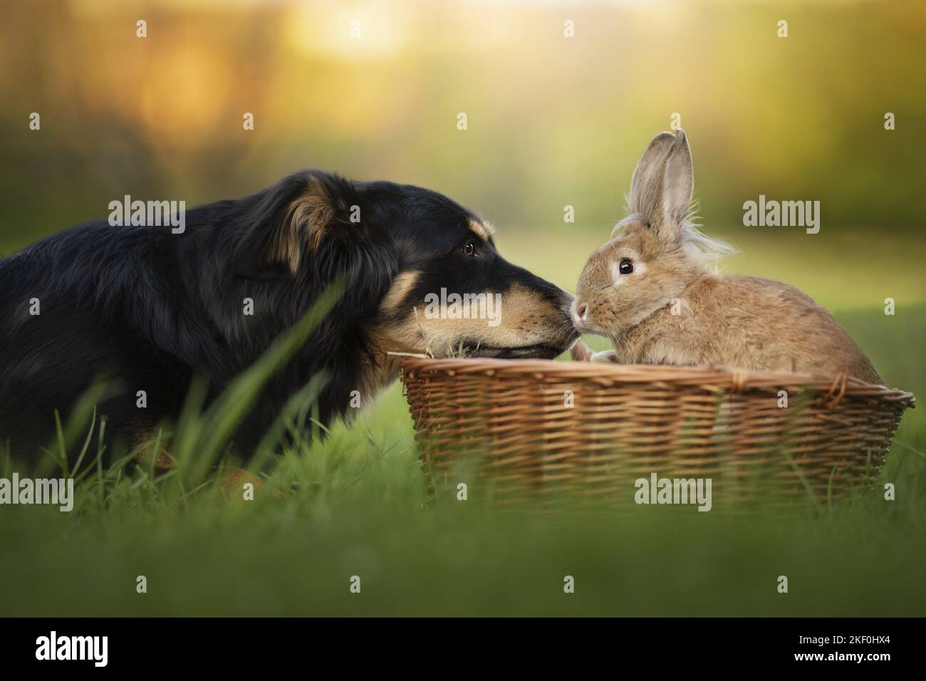 dog an rabbit Stock Photo - Alamy