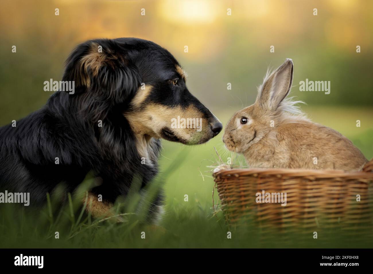 dog an rabbit Stock Photo - Alamy