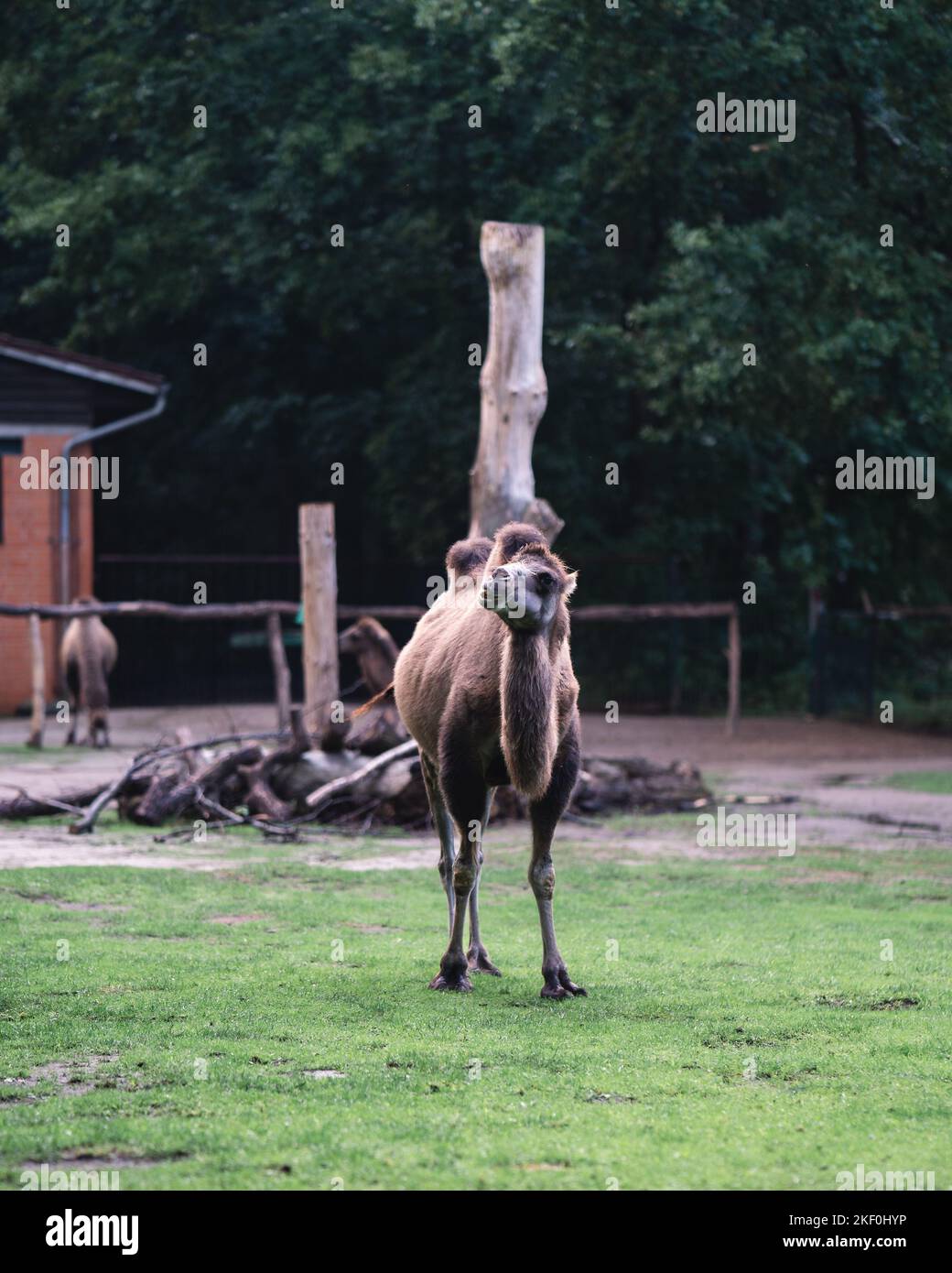 A closeup of a Bactrian camel walking against the trees in a zoo, a ...