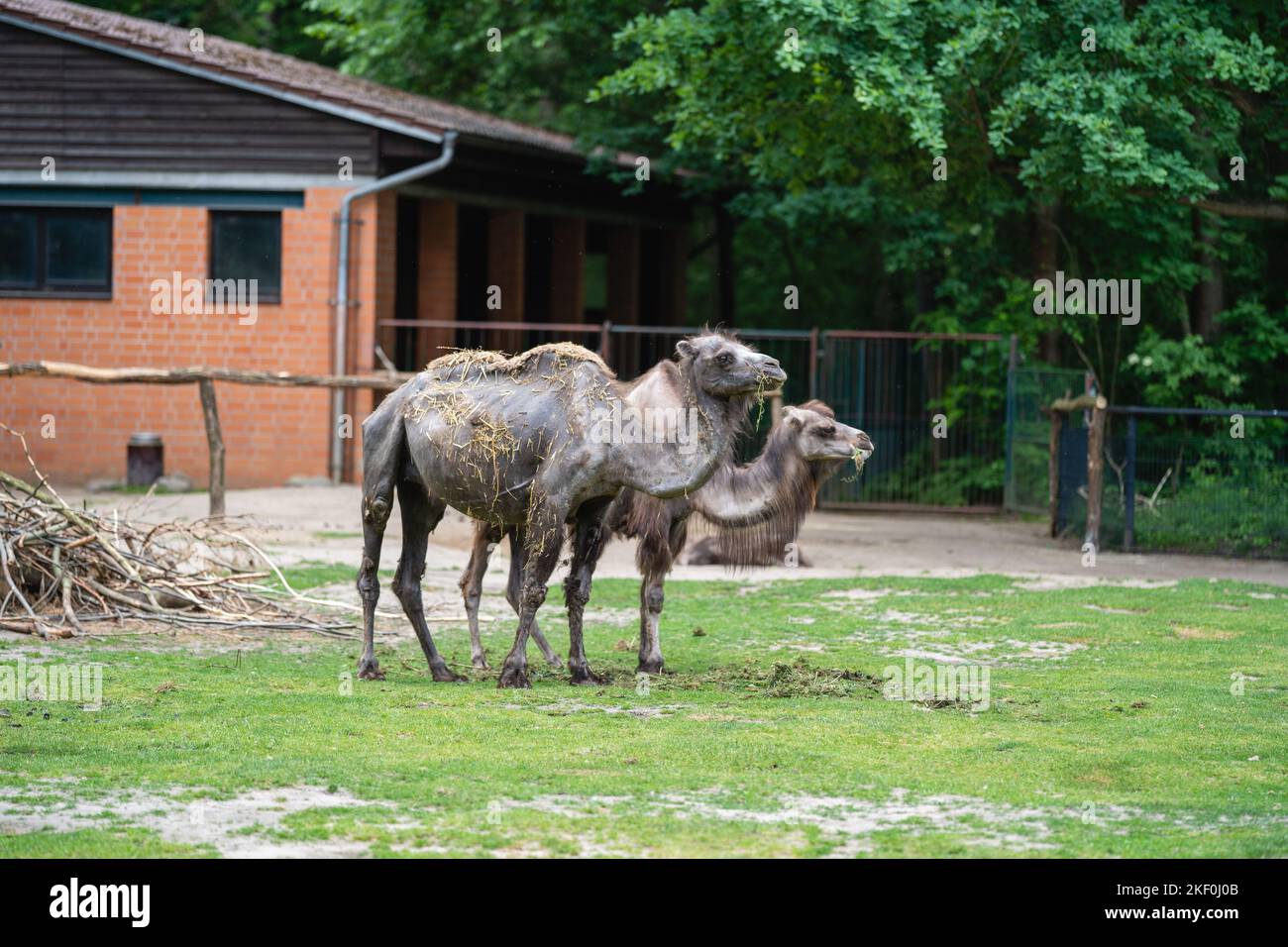 A closeup of the Bactrian camels walking against the trees in a zoo ...