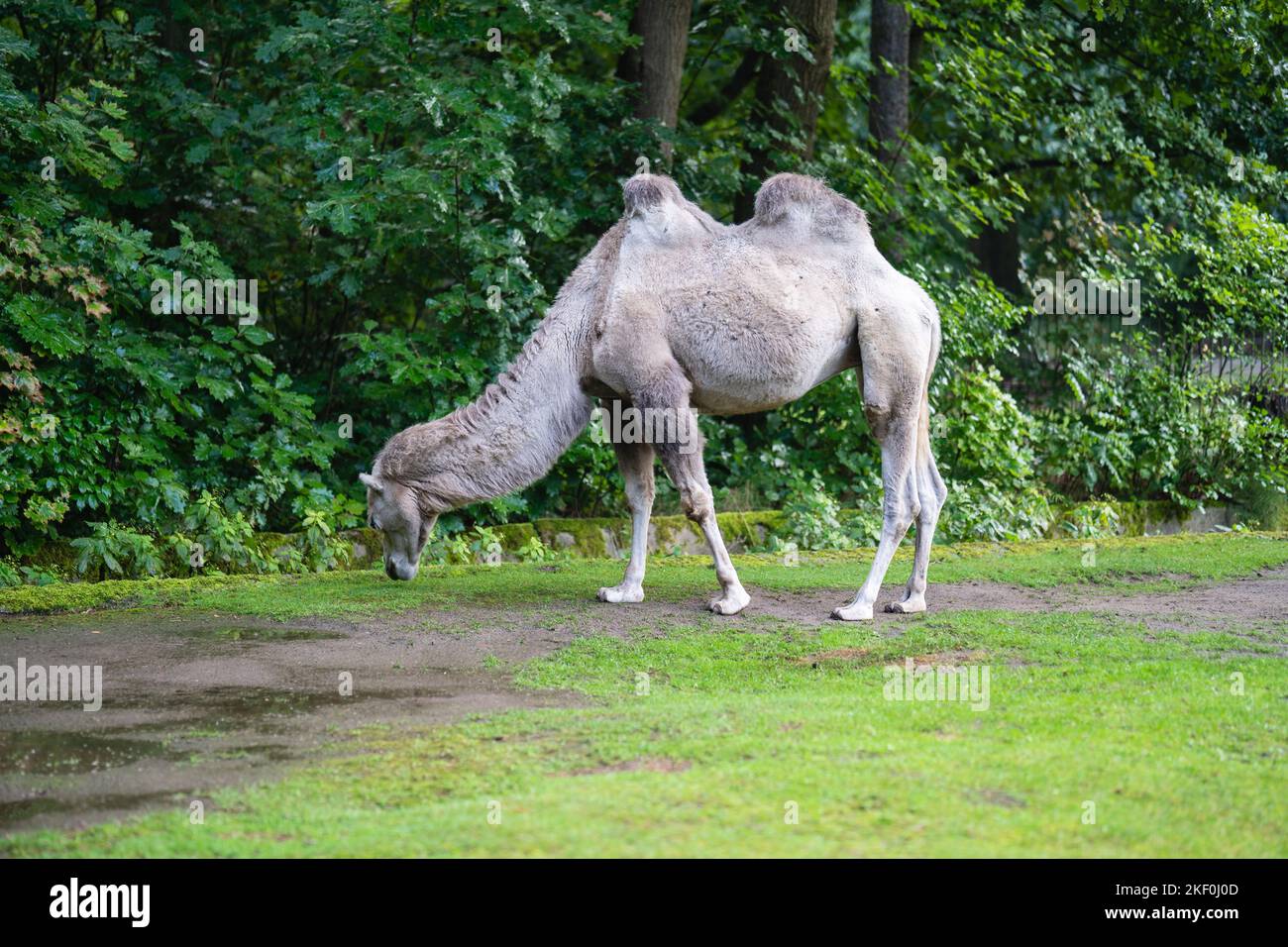 A closeup of a rare white camel against the trees in a zoo Stock Photo ...