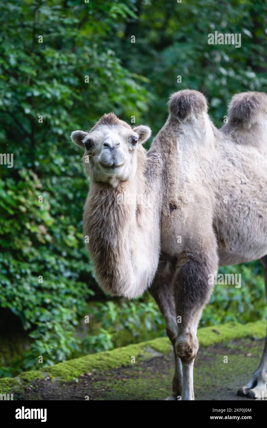 A closeup of a rare white camel walking against the trees in a zoo, a ...