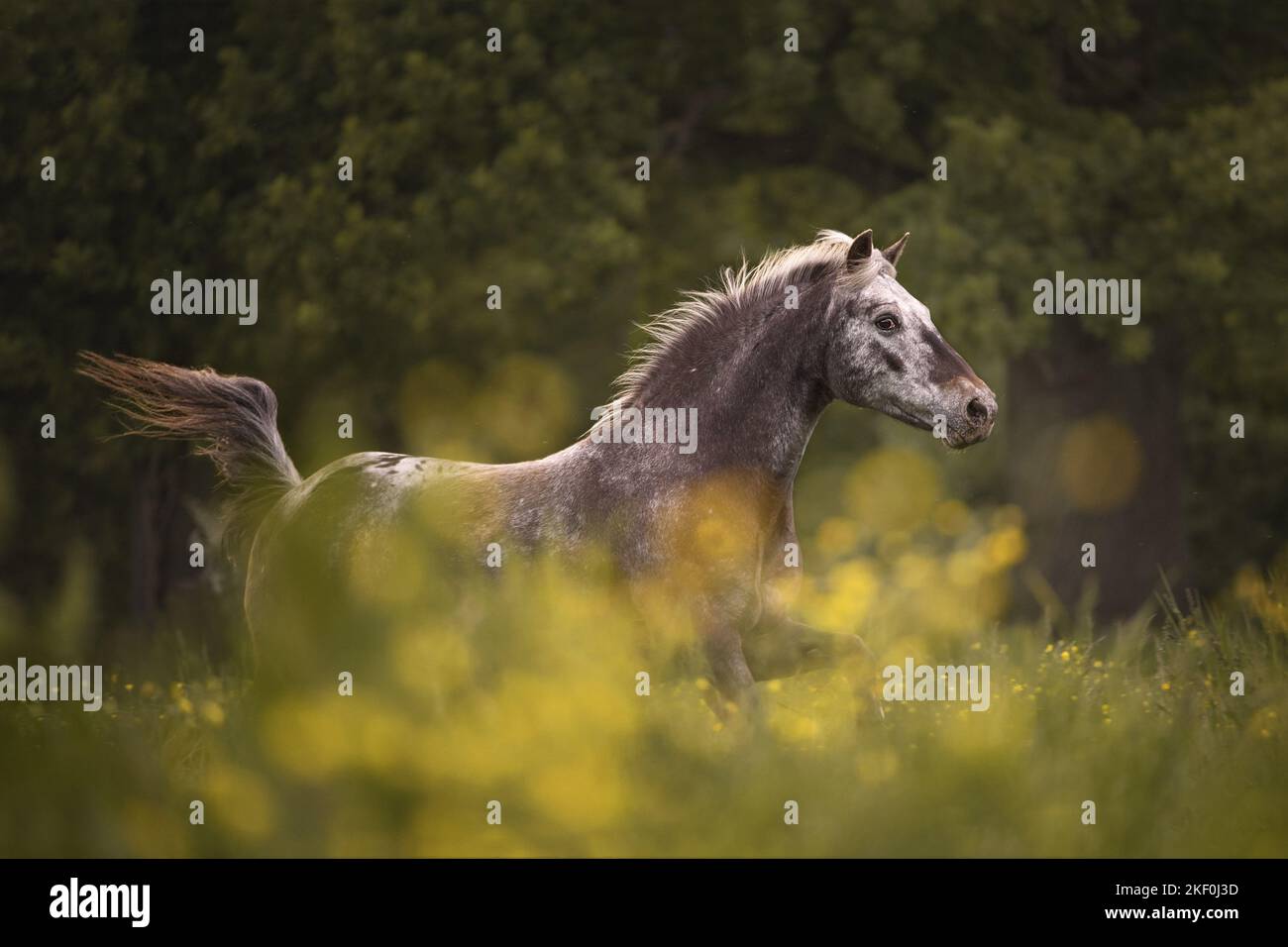 Pony on flower field hi-res stock photography and images - Alamy
