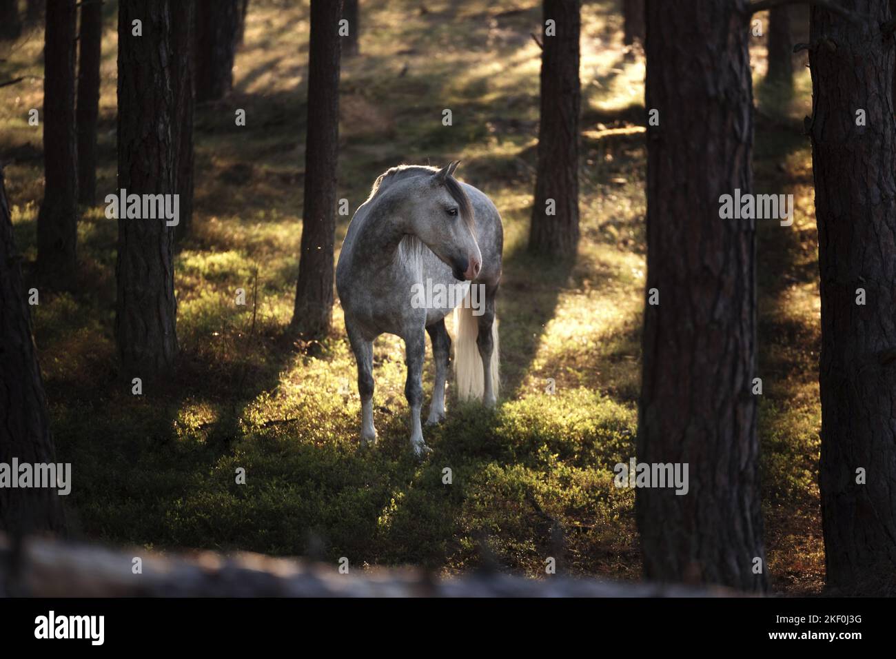 Pura Raza Espanola in the evening light Stock Photo - Alamy