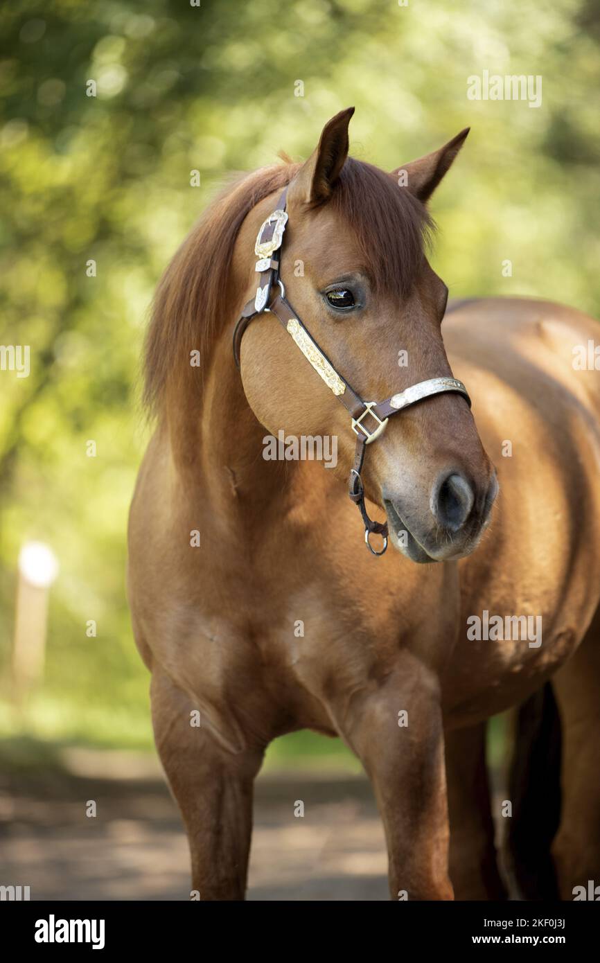 Haflinger cross hi-res stock photography and images - Alamy