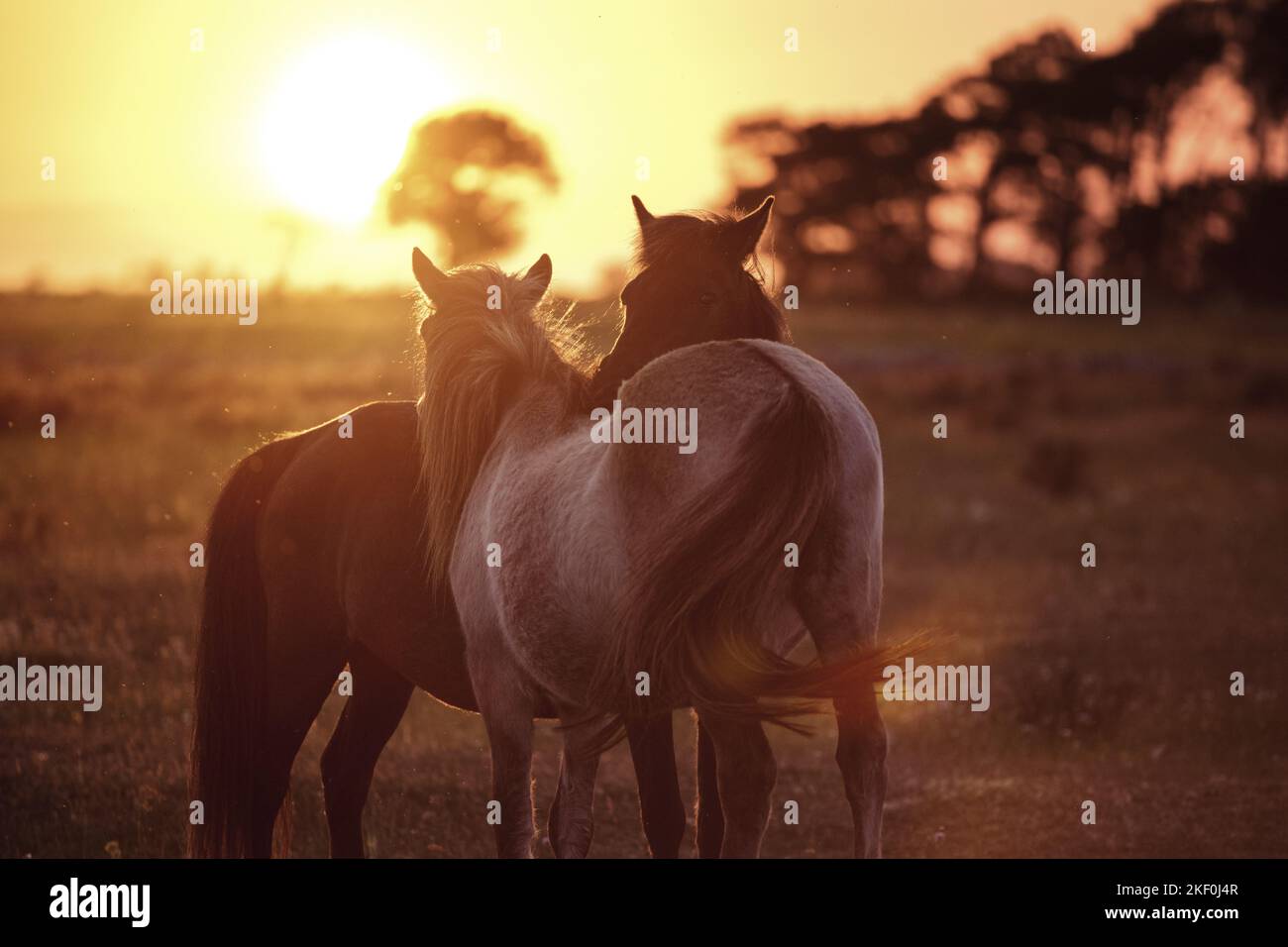 Sleek pony hi-res stock photography and images - Alamy