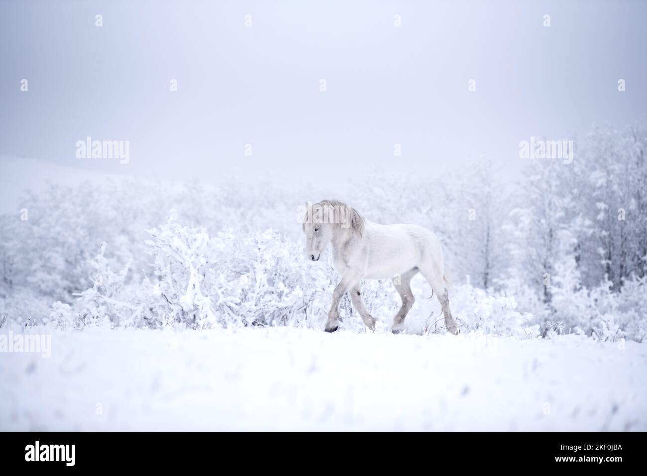 Percheron horse perche hi-res stock photography and images - Alamy