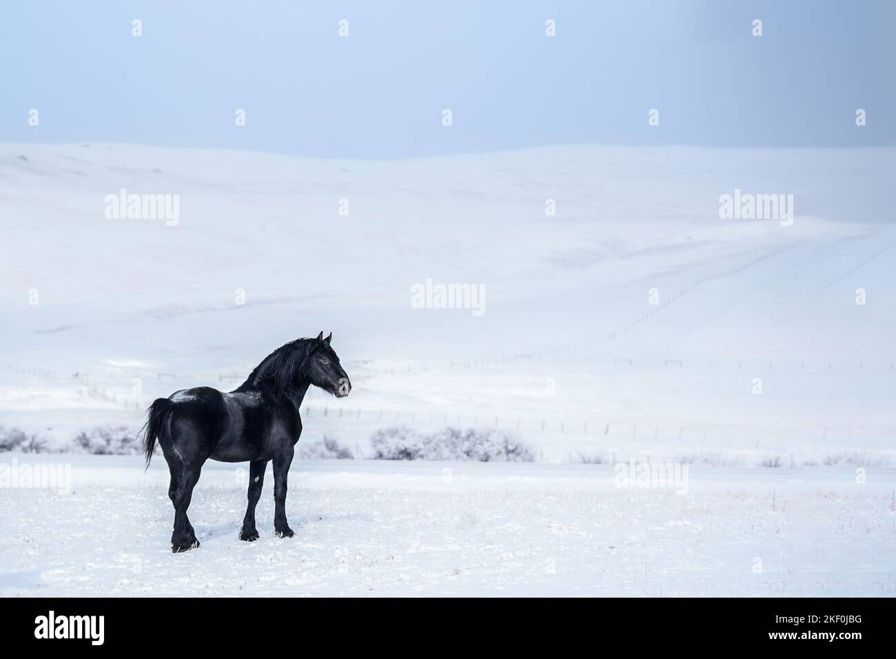 Draft horse rear view hi-res stock photography and images - Alamy