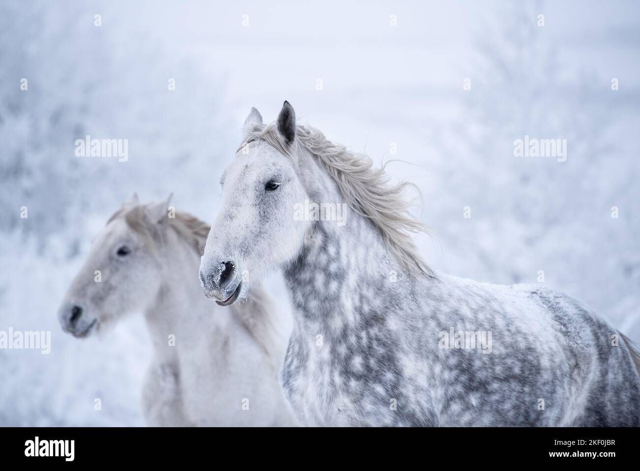 Perche horse hi-res stock photography and images - Alamy